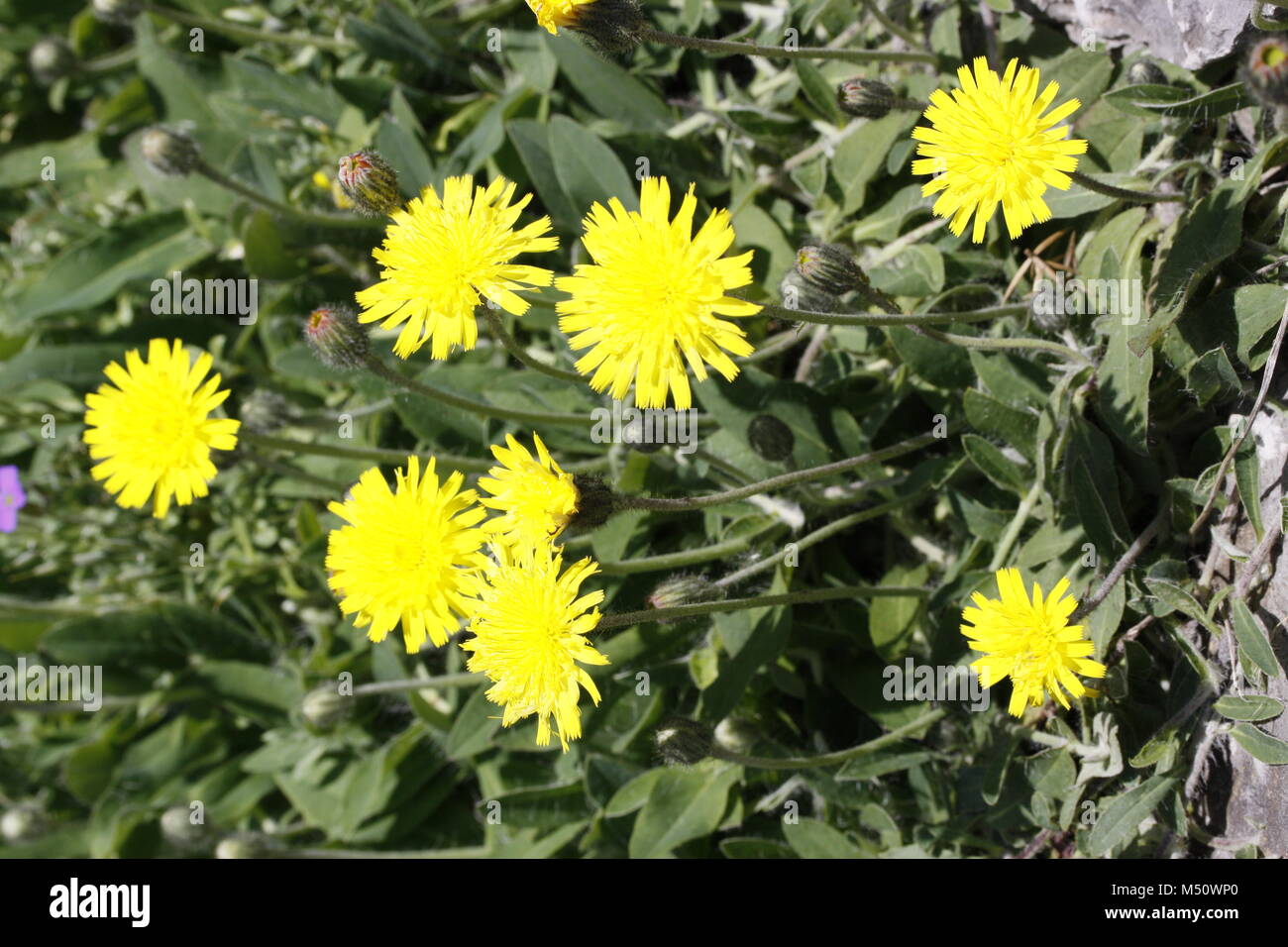 Mouse-ear hawkweed Hieracium pilosella Stock Photo - Alamy