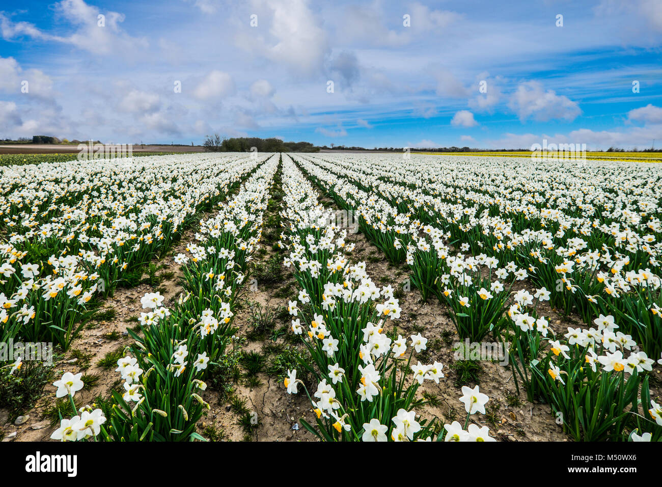 Field of daffodils hi-res stock photography and images - Alamy