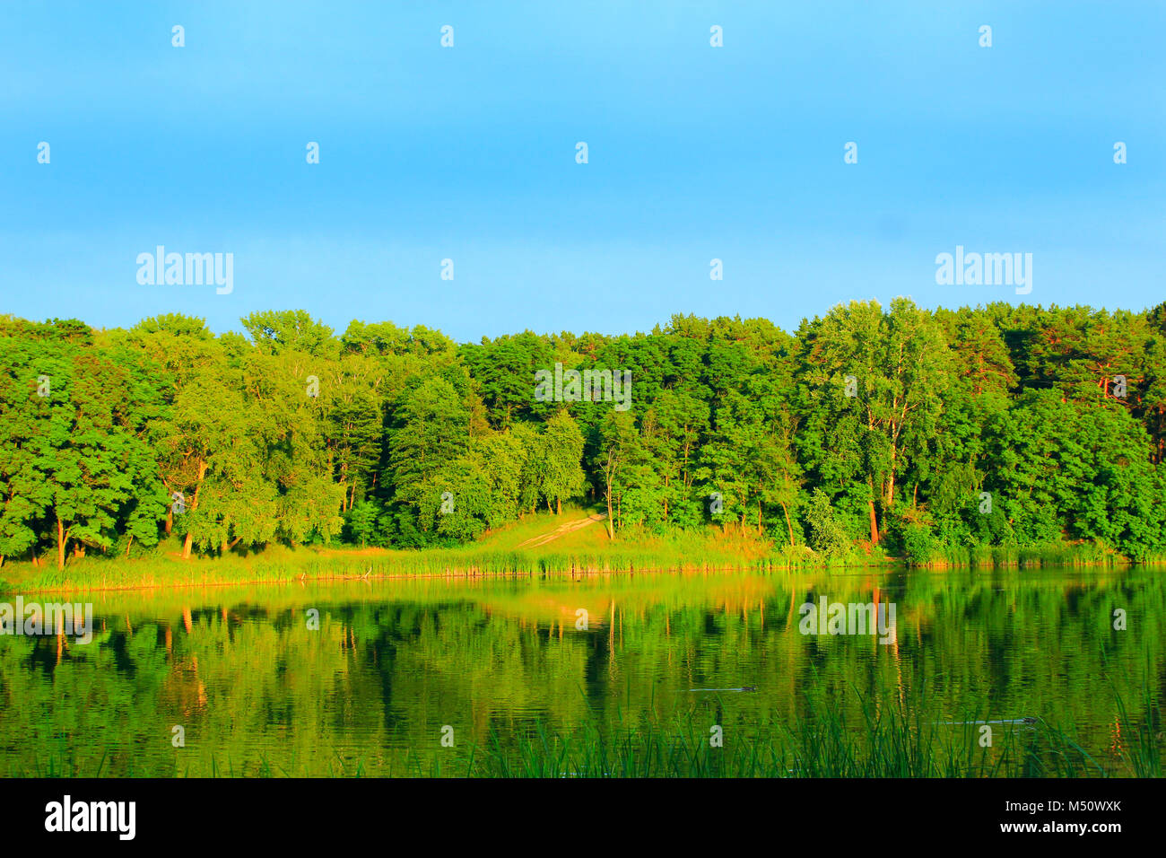beautiful evening summer landscape with river and forest Stock Photo ...