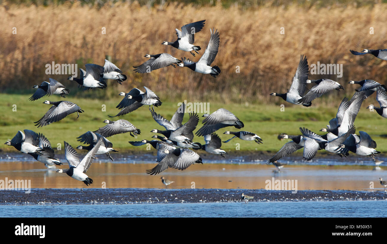 Barnacle geese in flight with vegetation in the background Stock Photo ...