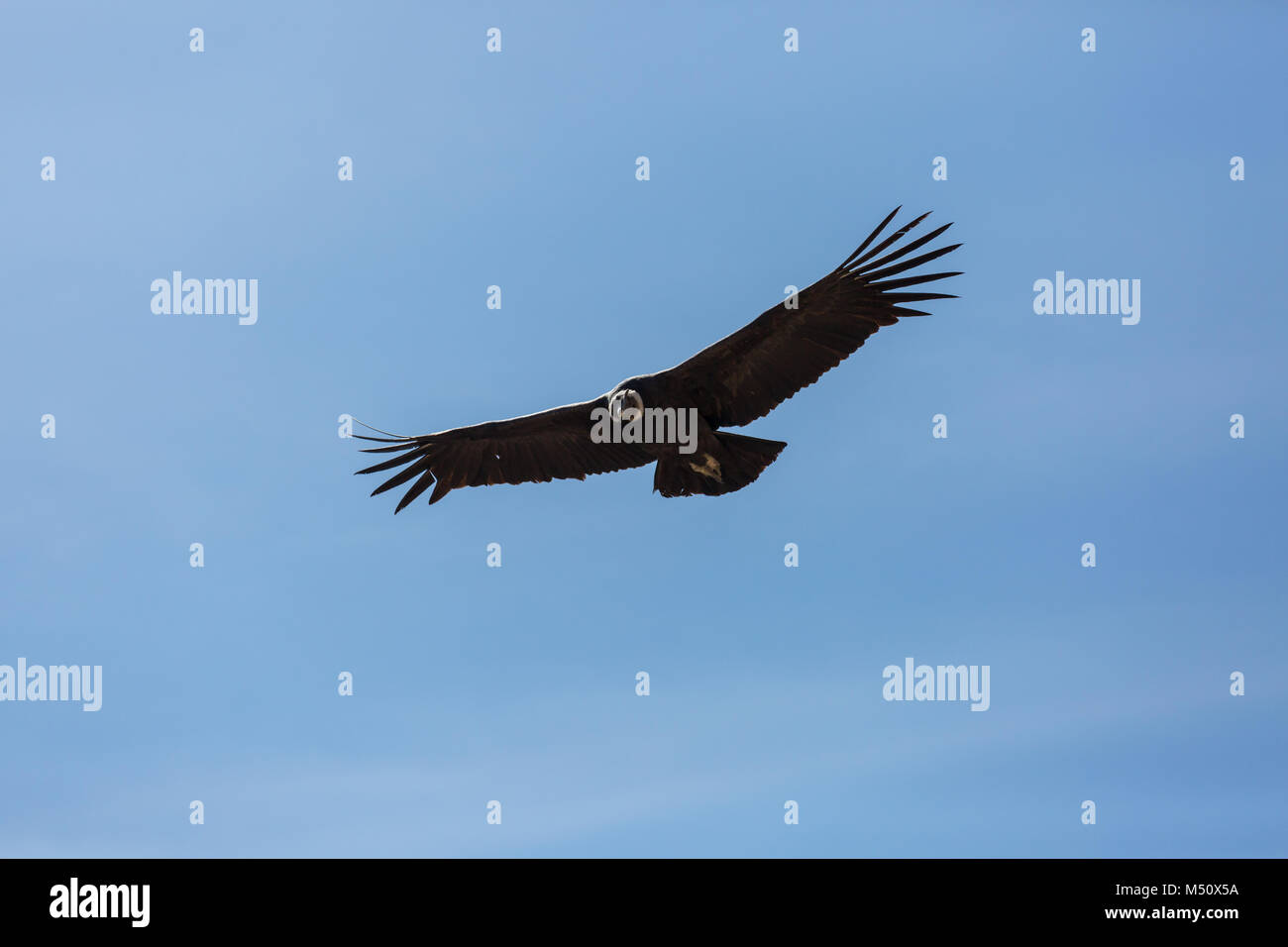 Condor sighting hi-res stock photography and images - Alamy