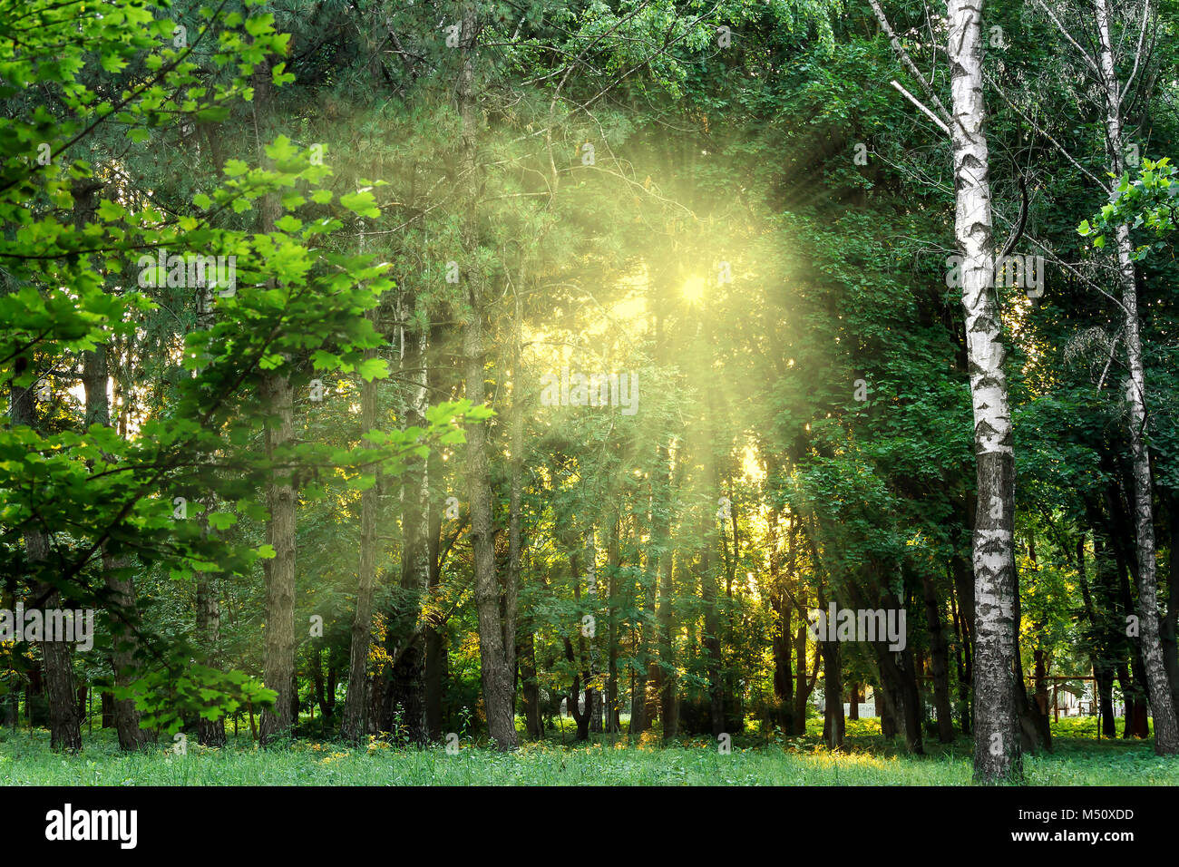 The sun through the trees of the park Stock Photo - Alamy