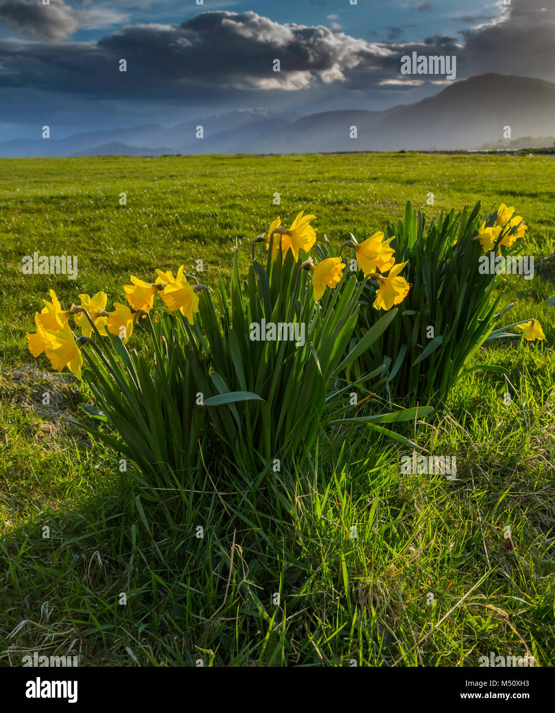 A clump of Daffodils with mountains behind. Scotland, UK Stock Photo ...