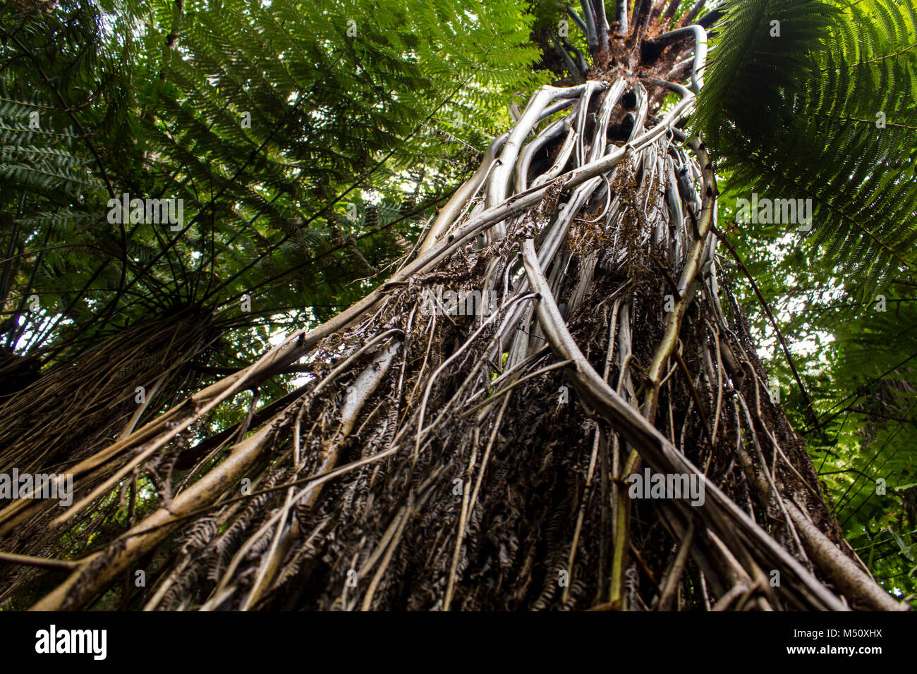 Bottom view of a Tree fern trunk. The Trunk is supported by a fibrous ...