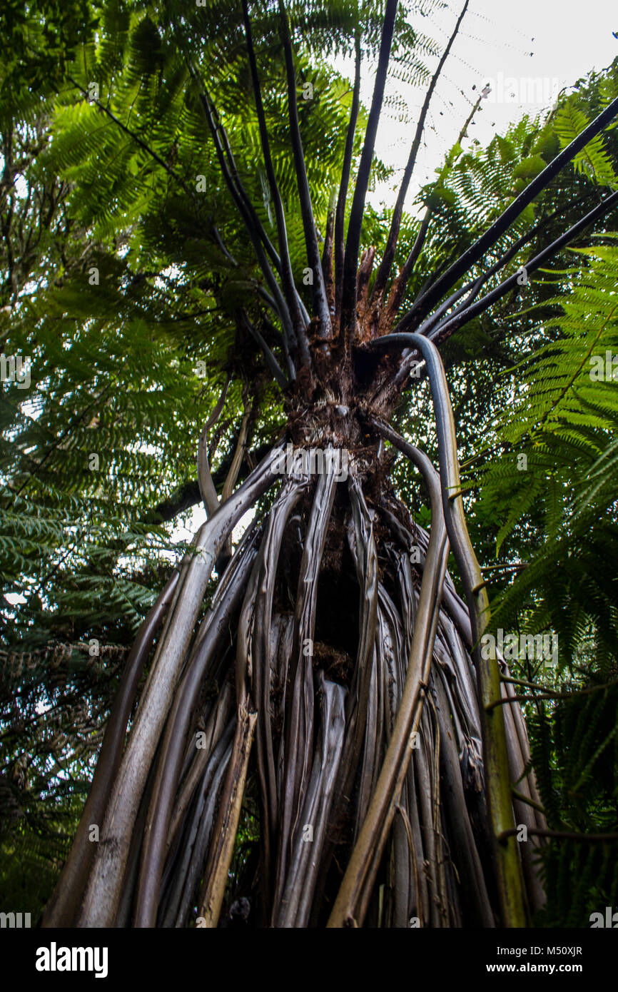 Fibrous roots hi-res stock photography and images - Alamy