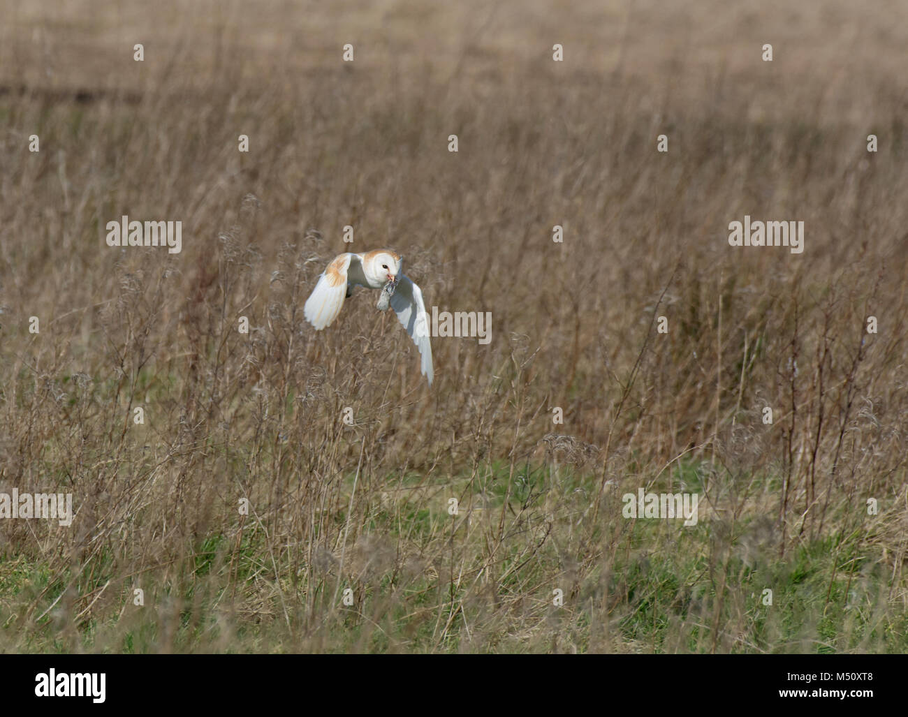 Barn Owl, Tyto alba, in flight, with Vole, in meadow, in Lancashire, UK ...