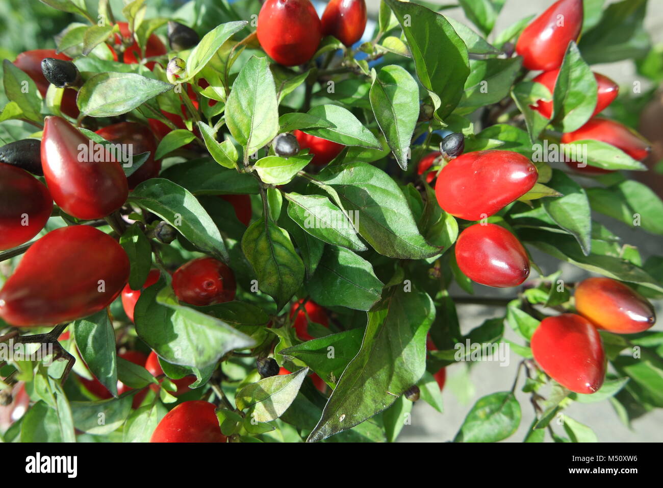 Peperoni plant hi-res stock photography and images - Alamy