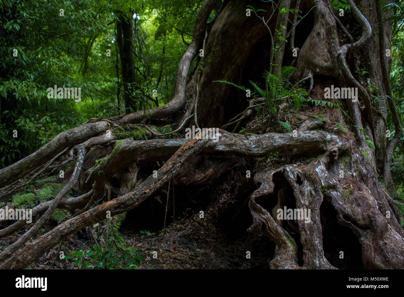 Old tree trunk and roots Stock Photo - Alamy