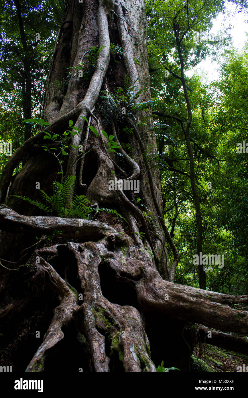Old tree trunk and roots Stock Photo - Alamy
