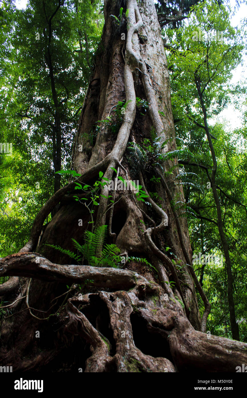 Old native tall tree trunk hi-res stock photography and images - Alamy