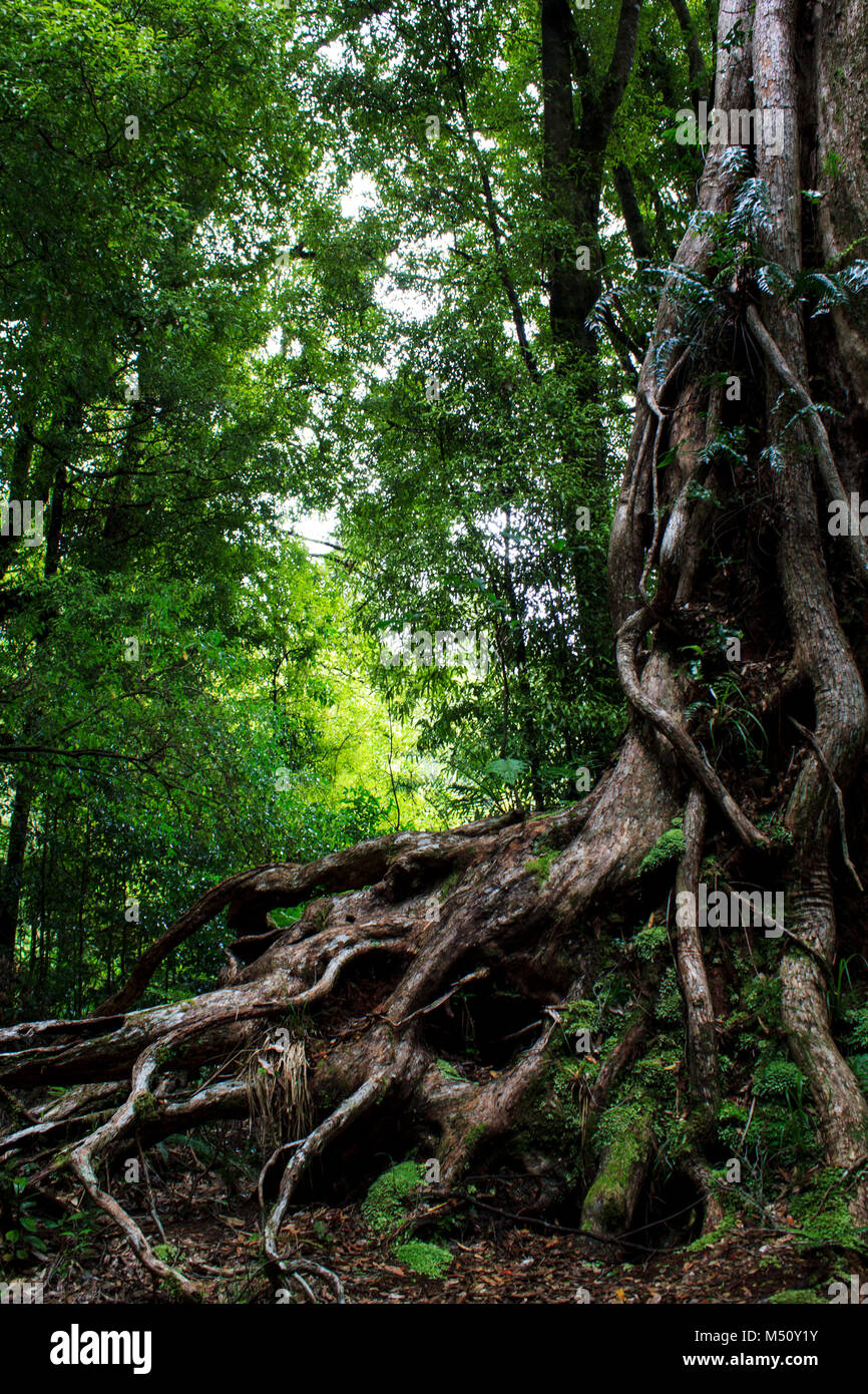 Giant tree trunk hi-res stock photography and images - Alamy