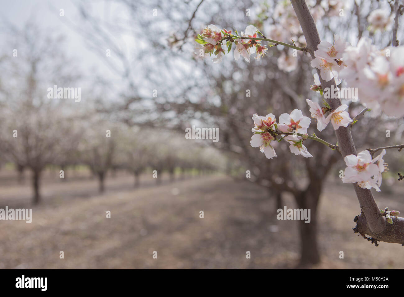 Almond tree flowers and branches over blue sky spring Blossom blooming ...
