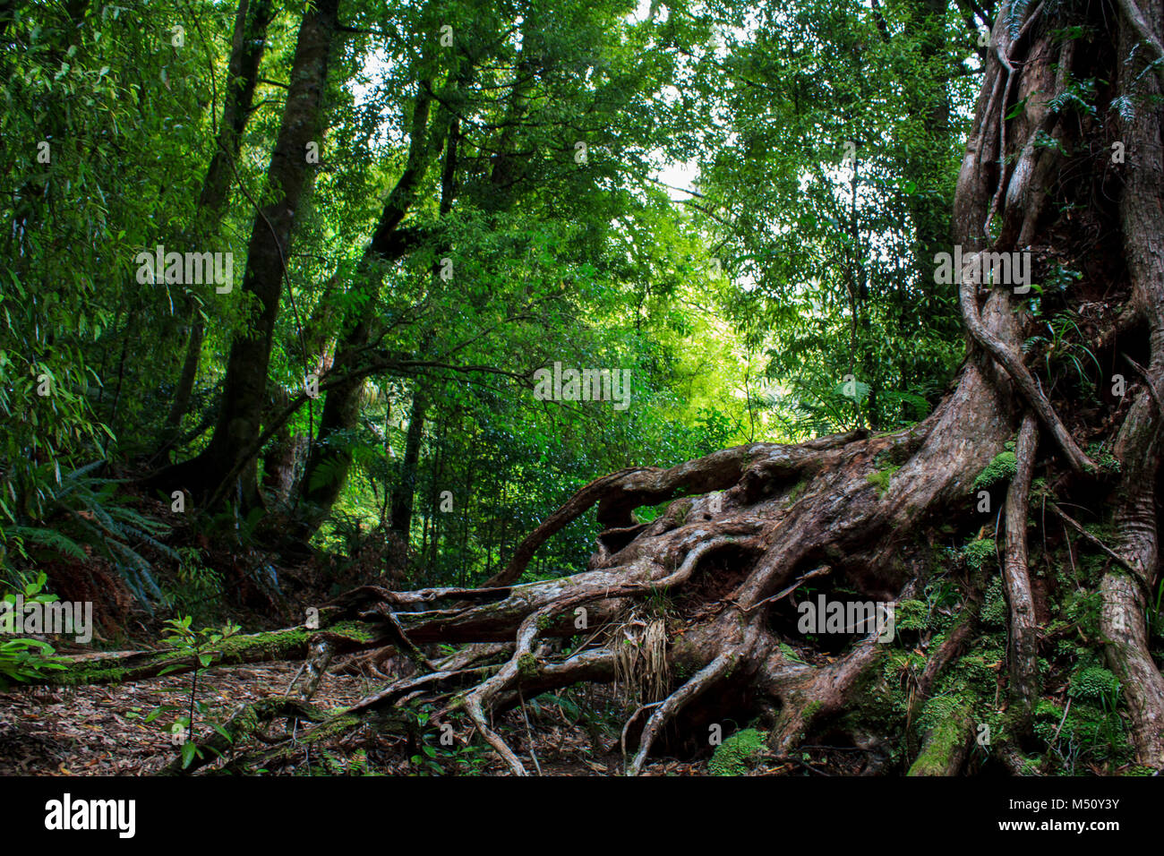 Ancient tree roots in beautiful forest Stock Photo - Alamy