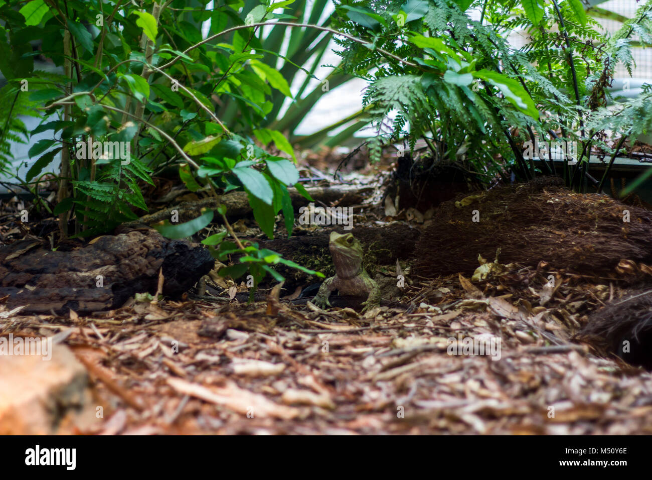 Tuatara new zealand hi-res stock photography and images - Alamy