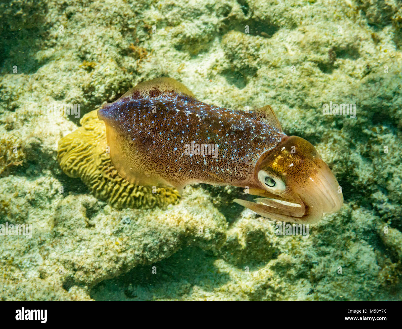 A carribbean reef squid seen in shallow waters near Boatswains Point ...