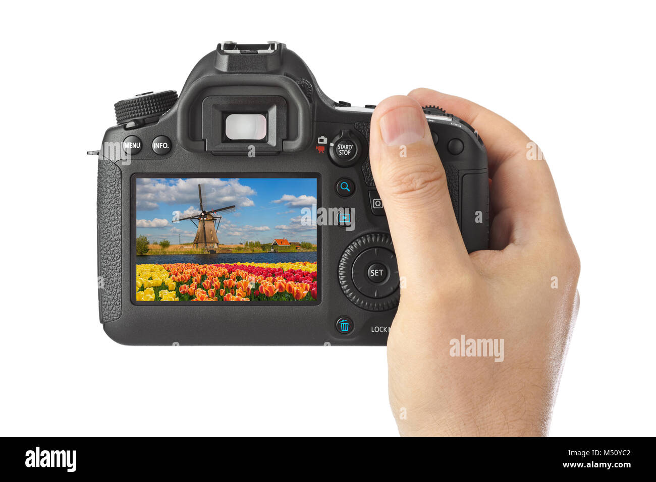 Flowers europe meadow Cut Out Stock Images & Pictures - Alamy