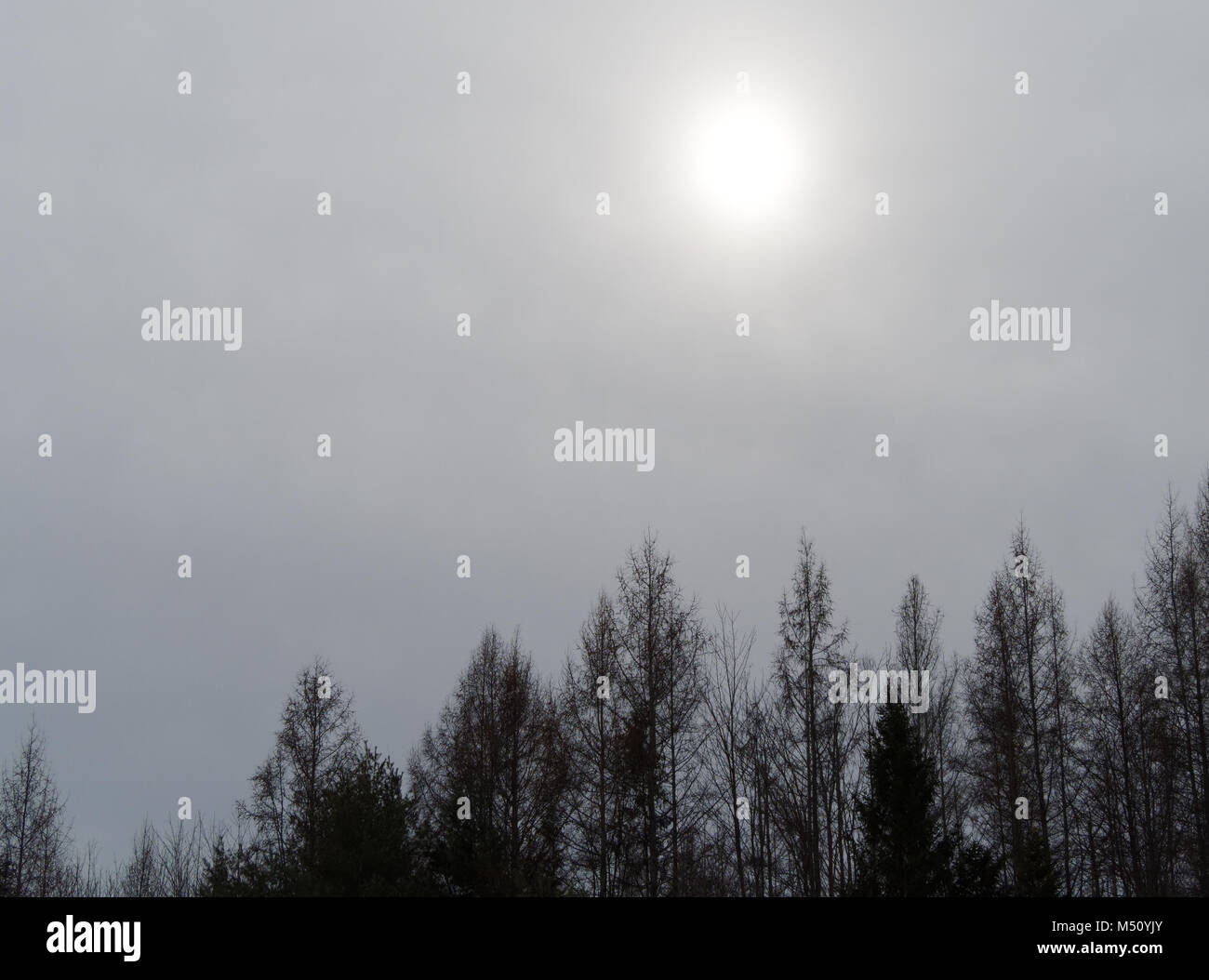 Sun over forest hi-res stock photography and images - Alamy