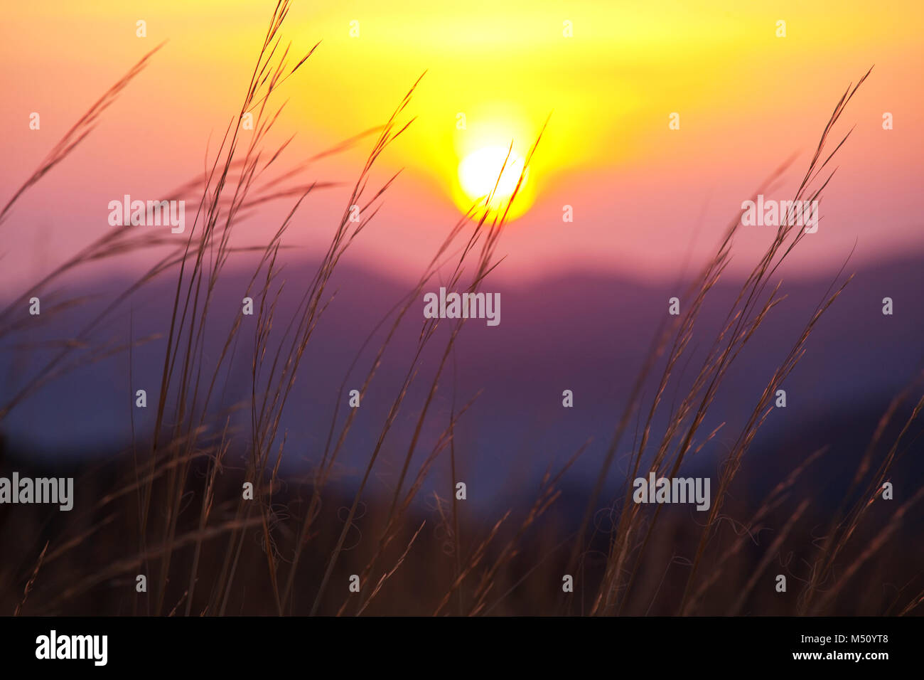 Meadow on sunset Stock Photo - Alamy