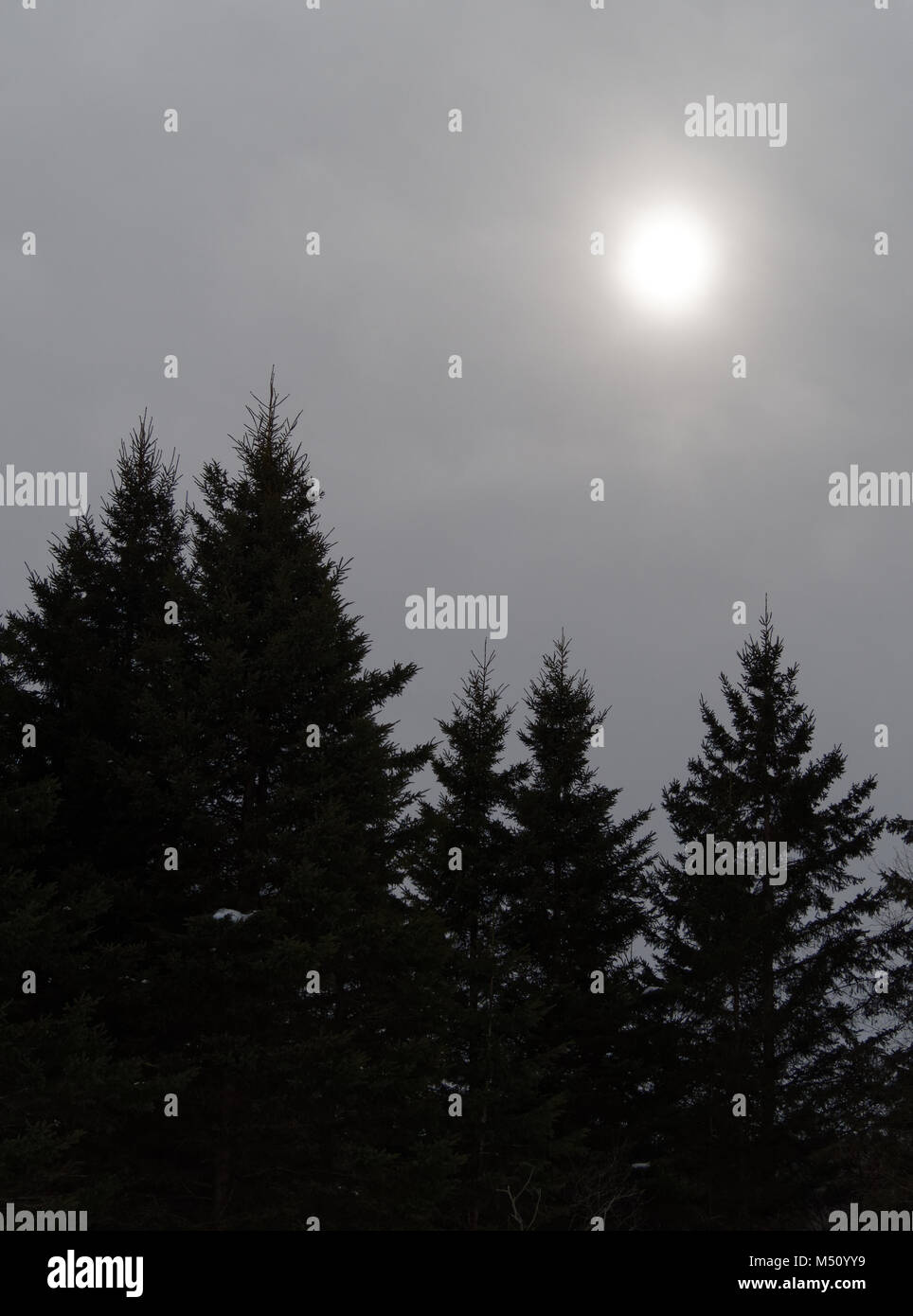 Sun over forest hi-res stock photography and images - Alamy