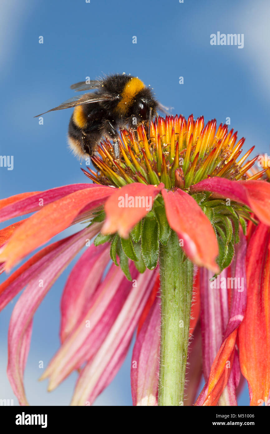 A Bumble Bee collecting pollen from an Echinacea Cheyenne Spirit flower ...
