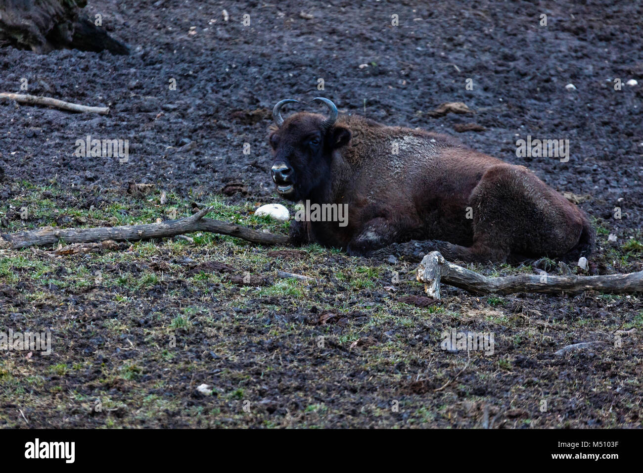 Zimbru hi-res stock photography and images - Alamy