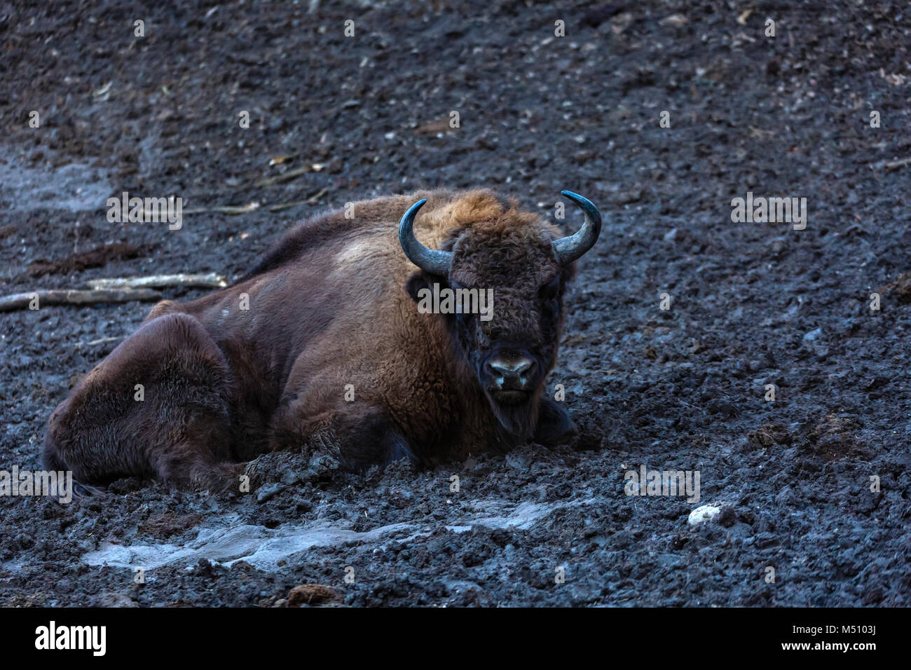 Zimbru hi-res stock photography and images - Alamy