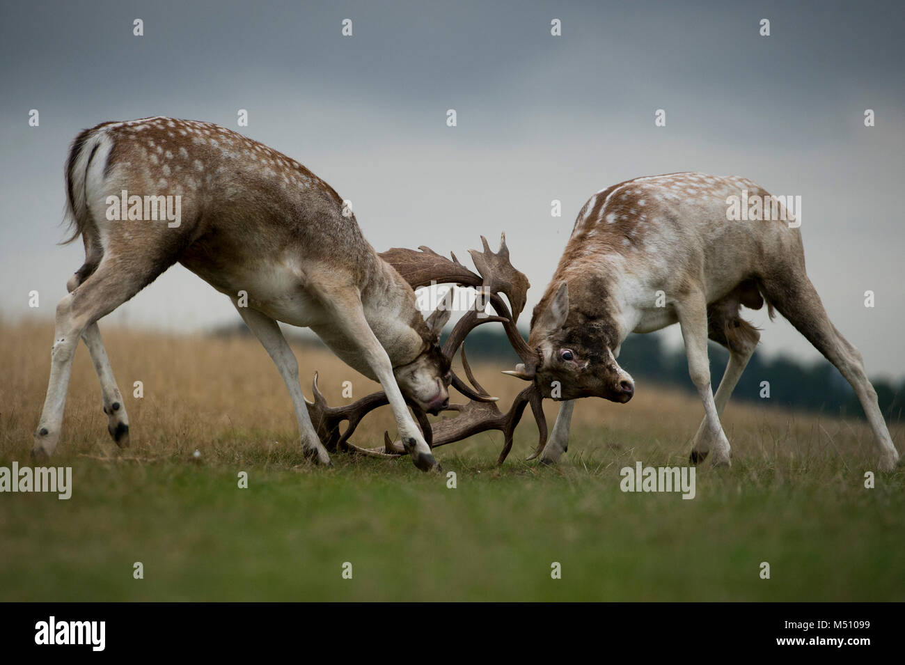 Two male Fallow deer rut using their antlers in Richmond Park, London ...