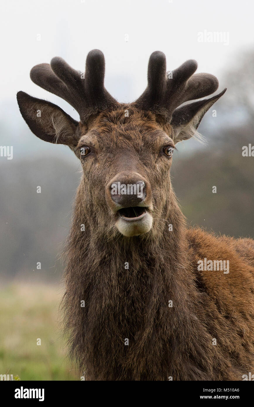Two male Fallow deer rut using their antlers in Richmond Park, London ...