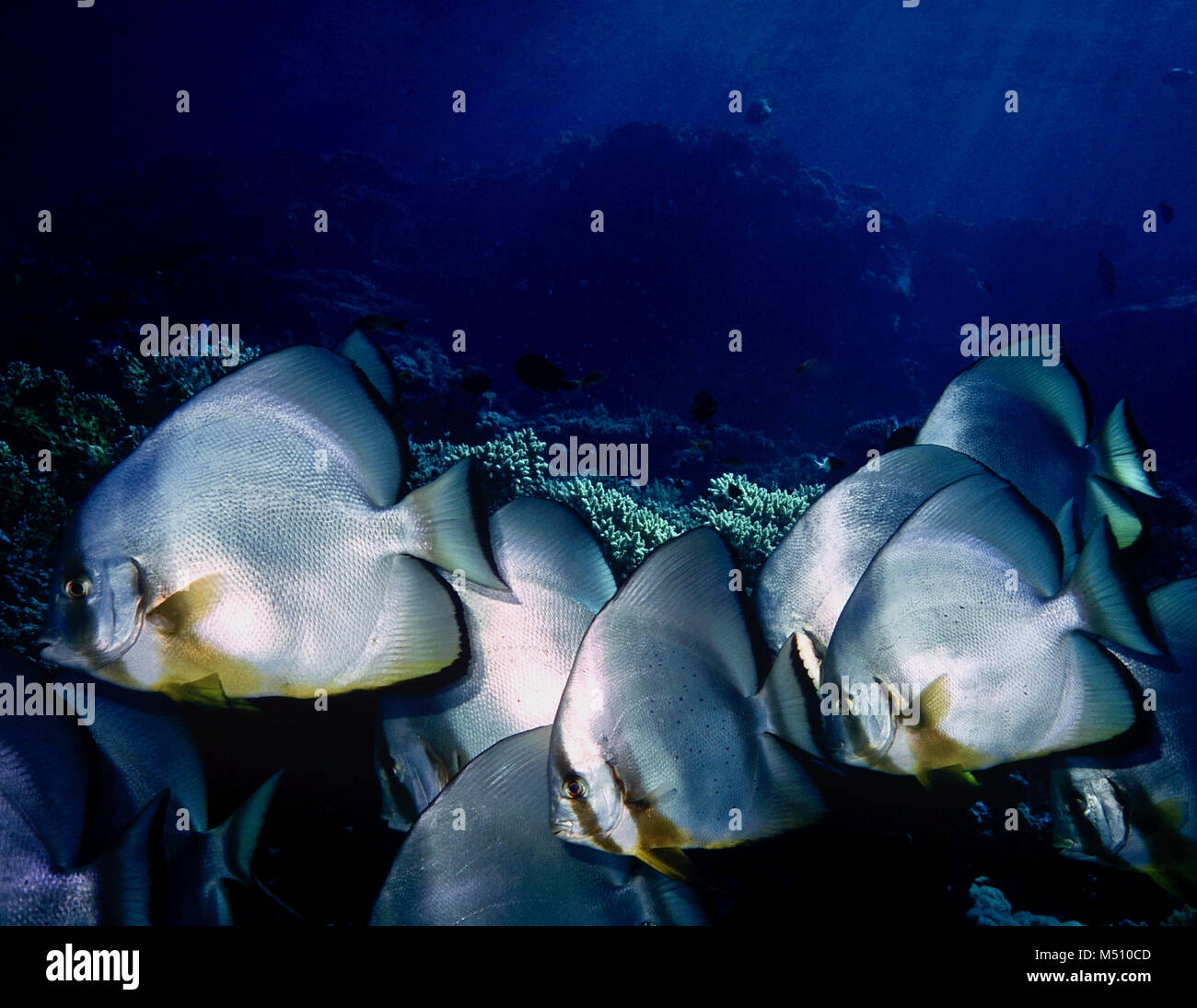 This school of circular batfish (Platax orbicularis: 30 cms.) was ...