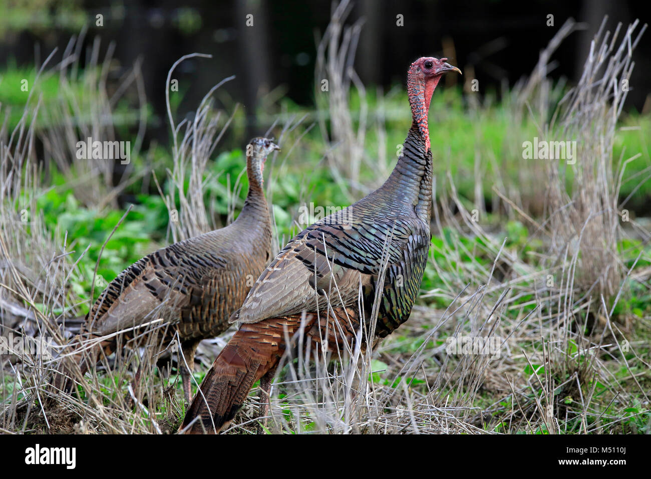 Florida wild turkey bird Stock Photo - Alamy