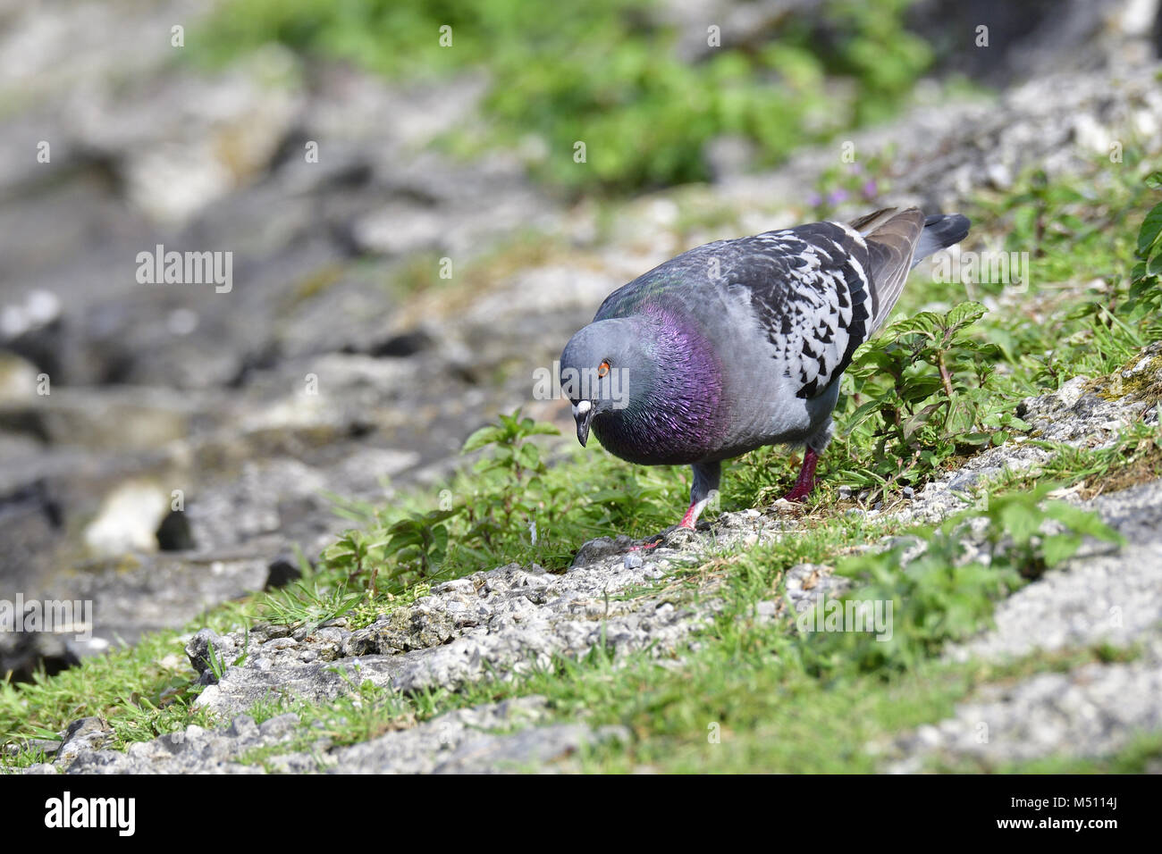 Colourful dove hi-res stock photography and images - Alamy