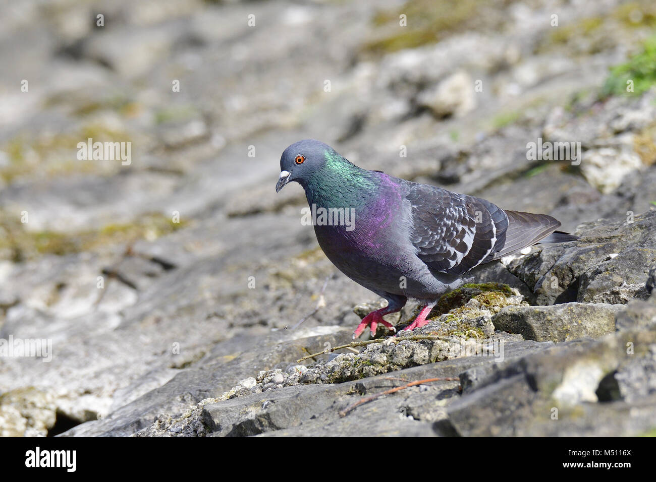 Colourful dove hi-res stock photography and images - Alamy