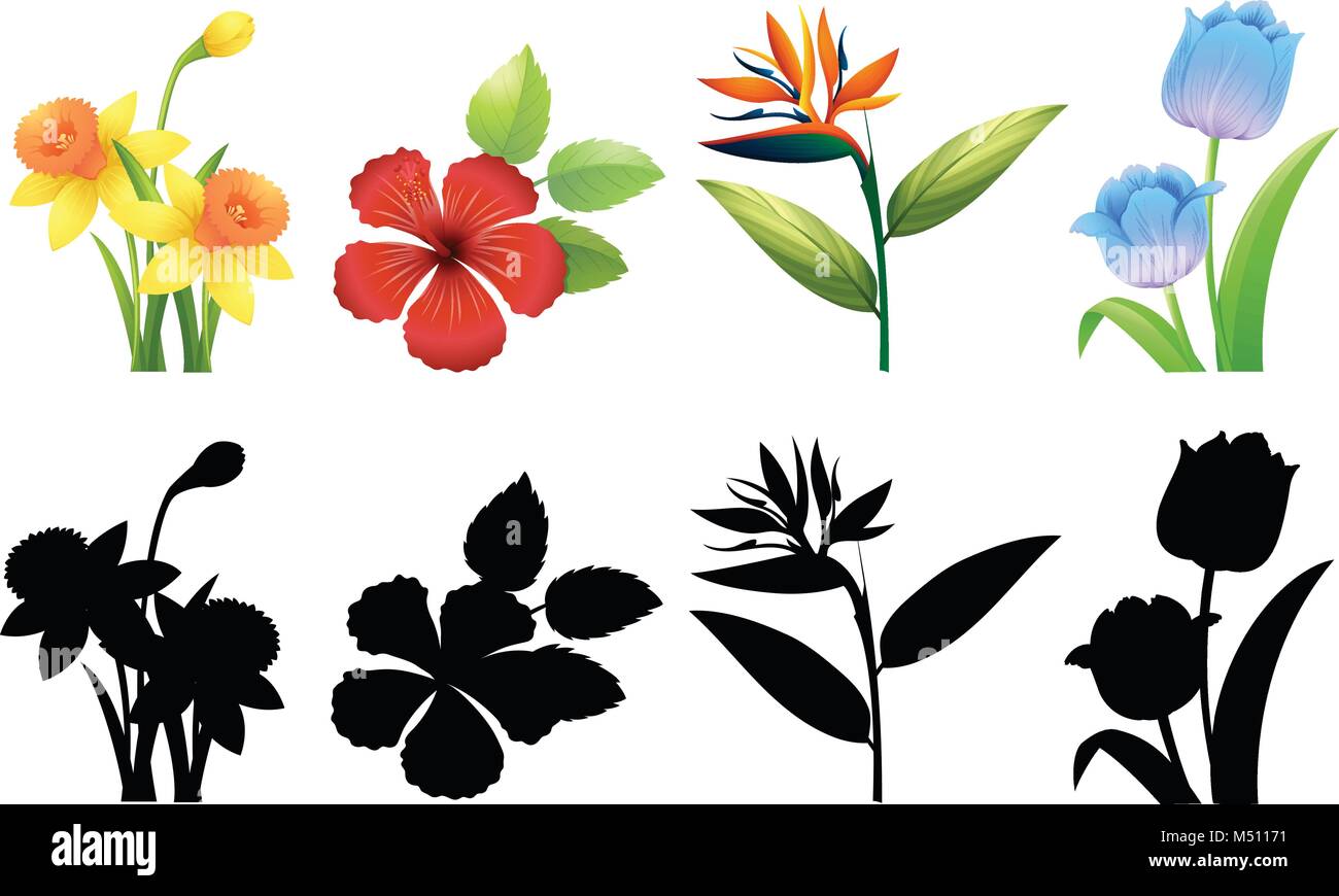 Four types of flowers on white background illustration Stock Vector ...