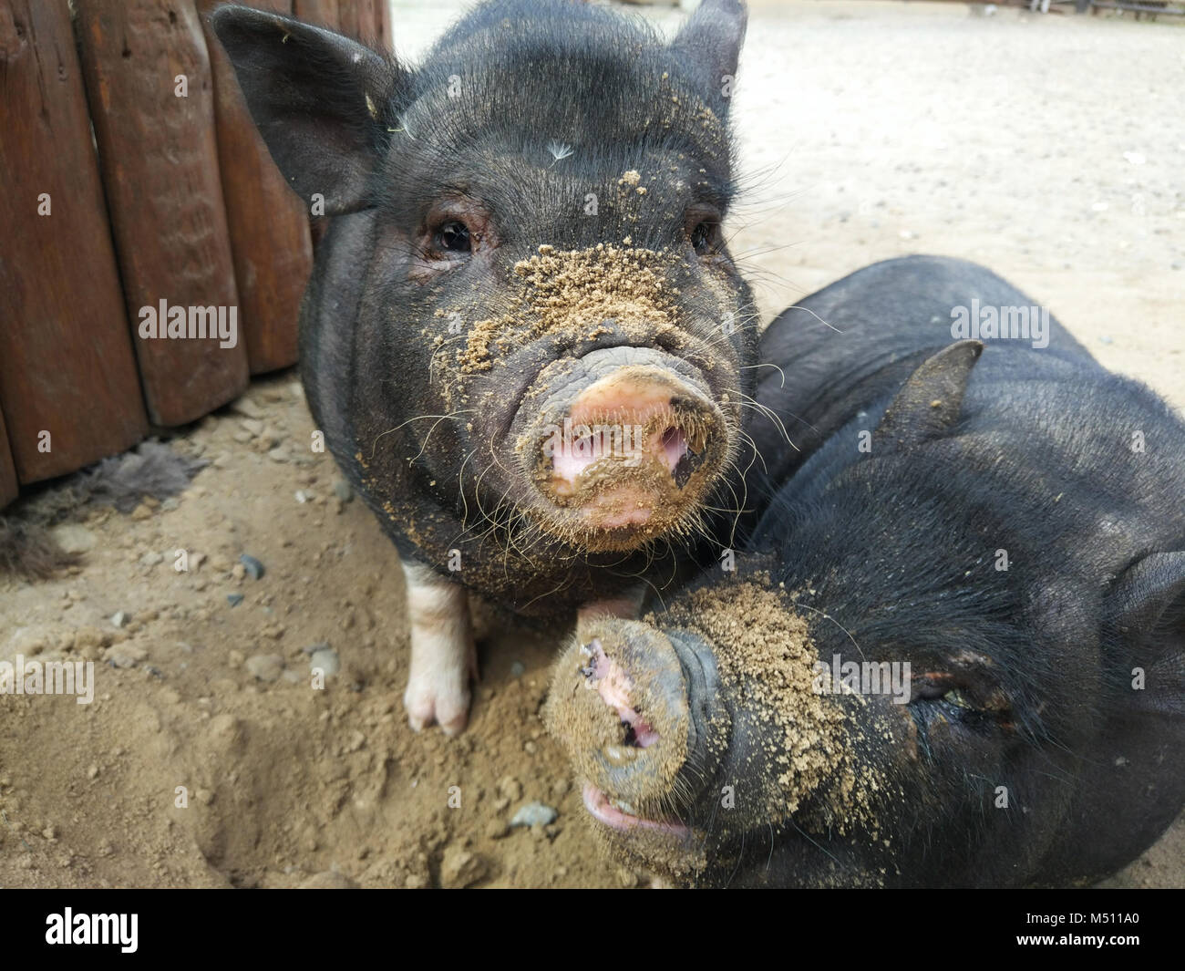two black pigs Stock Photo - Alamy