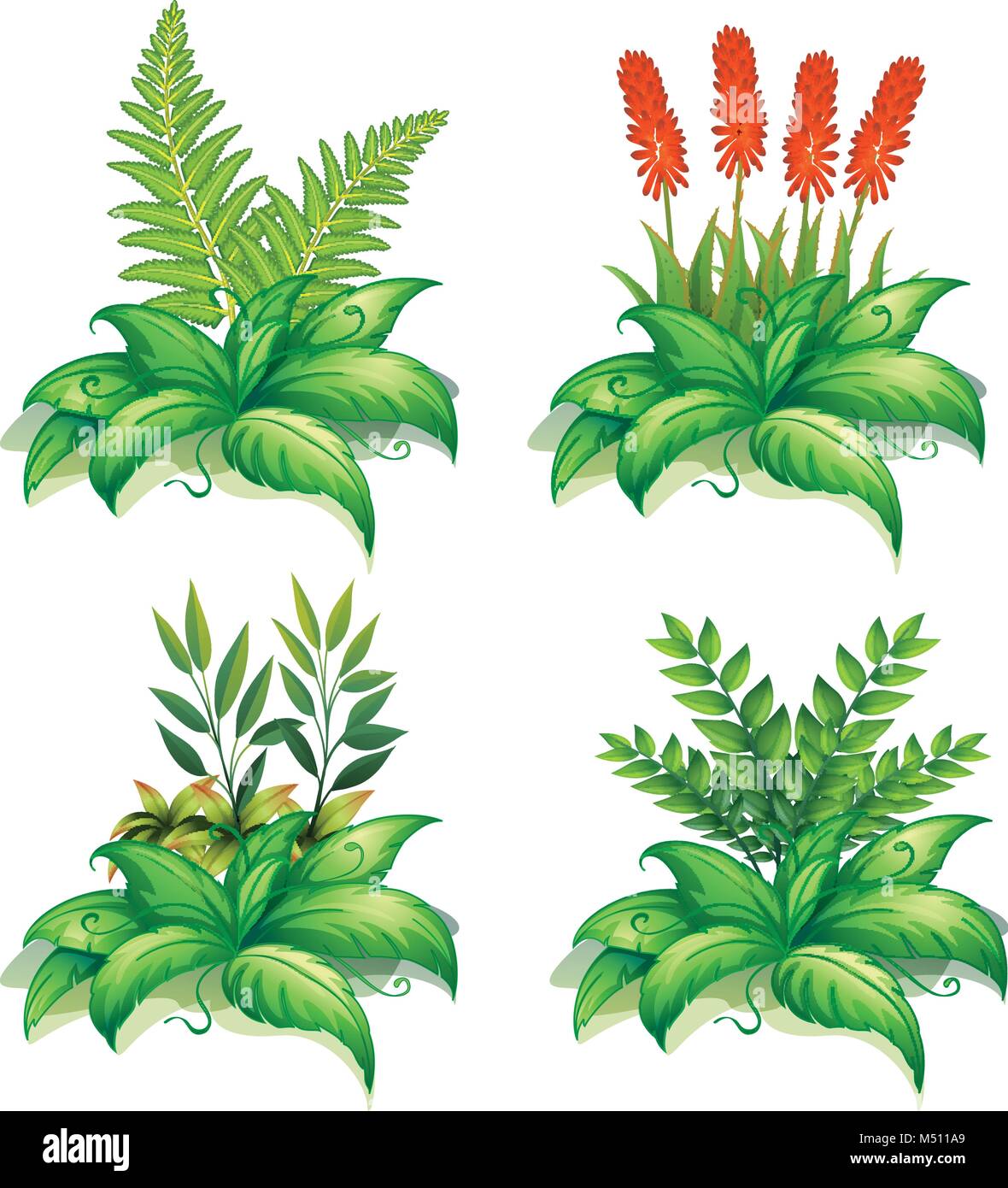 Four types of plants on white background illustration Stock Vector ...
