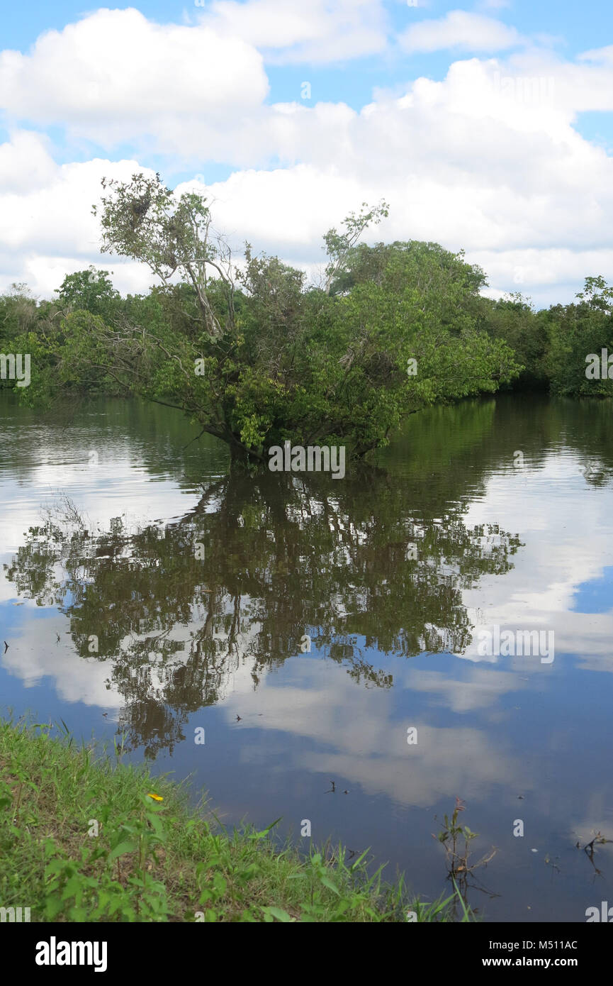 Bolivian amazon jungle hi-res stock photography and images - Alamy