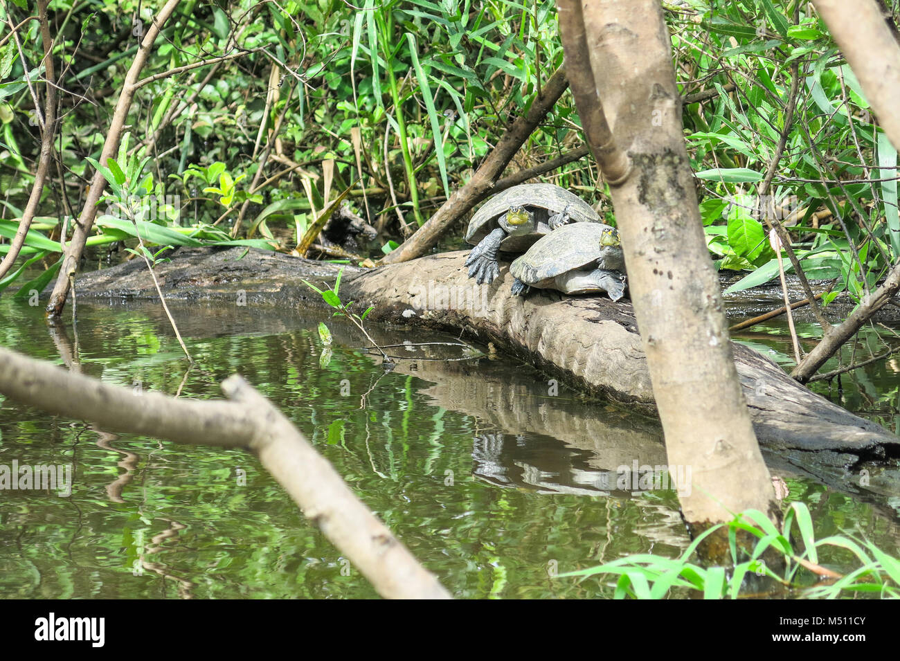 Turtles in Yacuma river, at Bolivian Pampas. Pampas del Yacuma protect ...