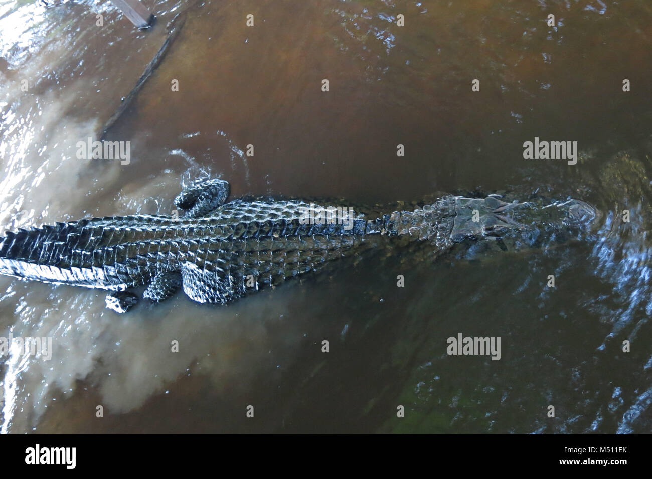 Caiman (Caimaninae) at Bolivian Pampas. Yacuma National Park, Amazon ...
