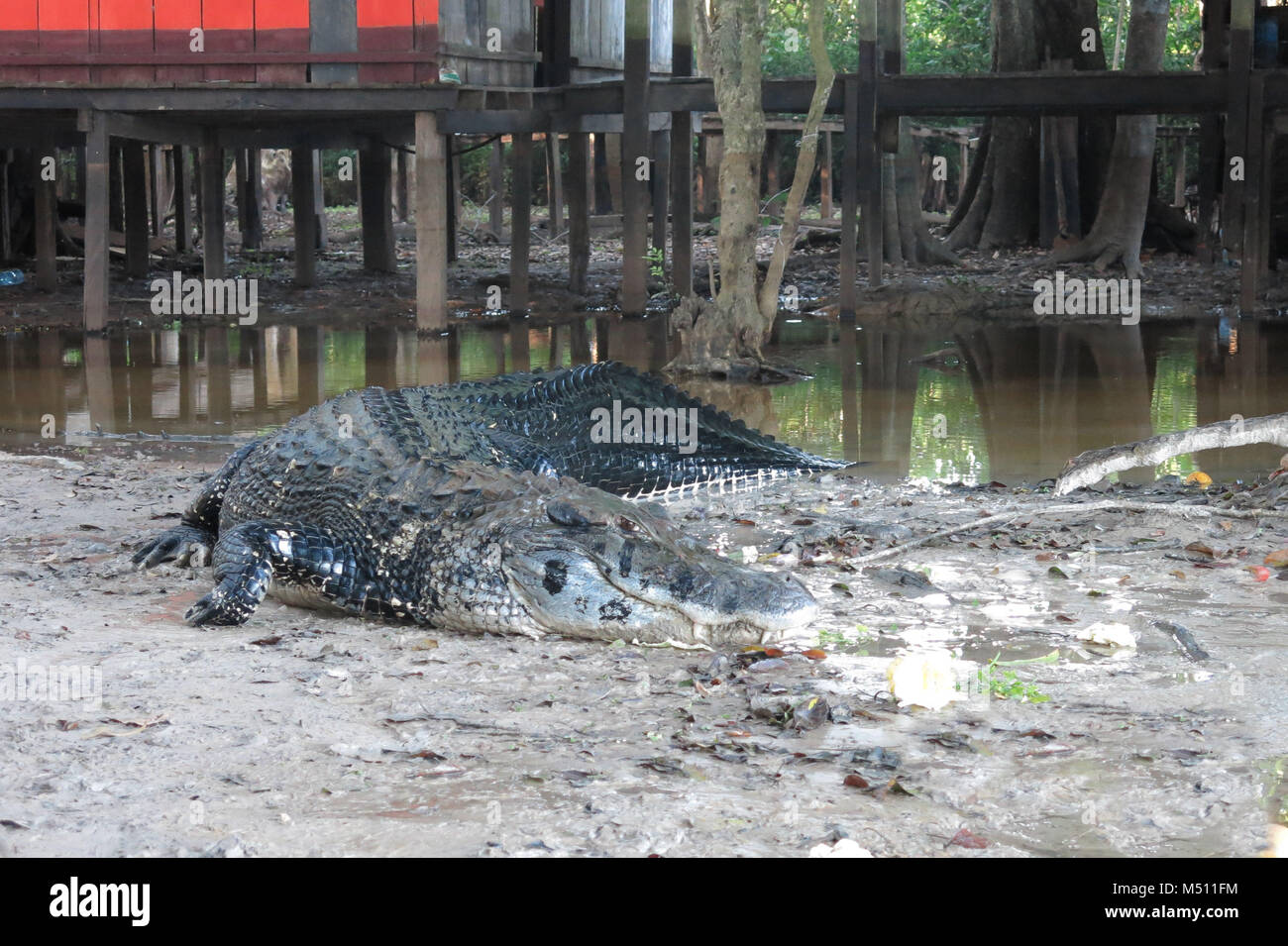Caiman (Caimaninae) at Bolivian Pampas. Yacuma National Park, Amazon ...
