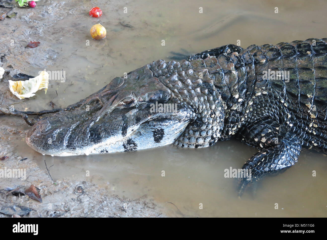 Caiman (Caimaninae) at Bolivian Pampas. Yacuma National Park, Amazon ...