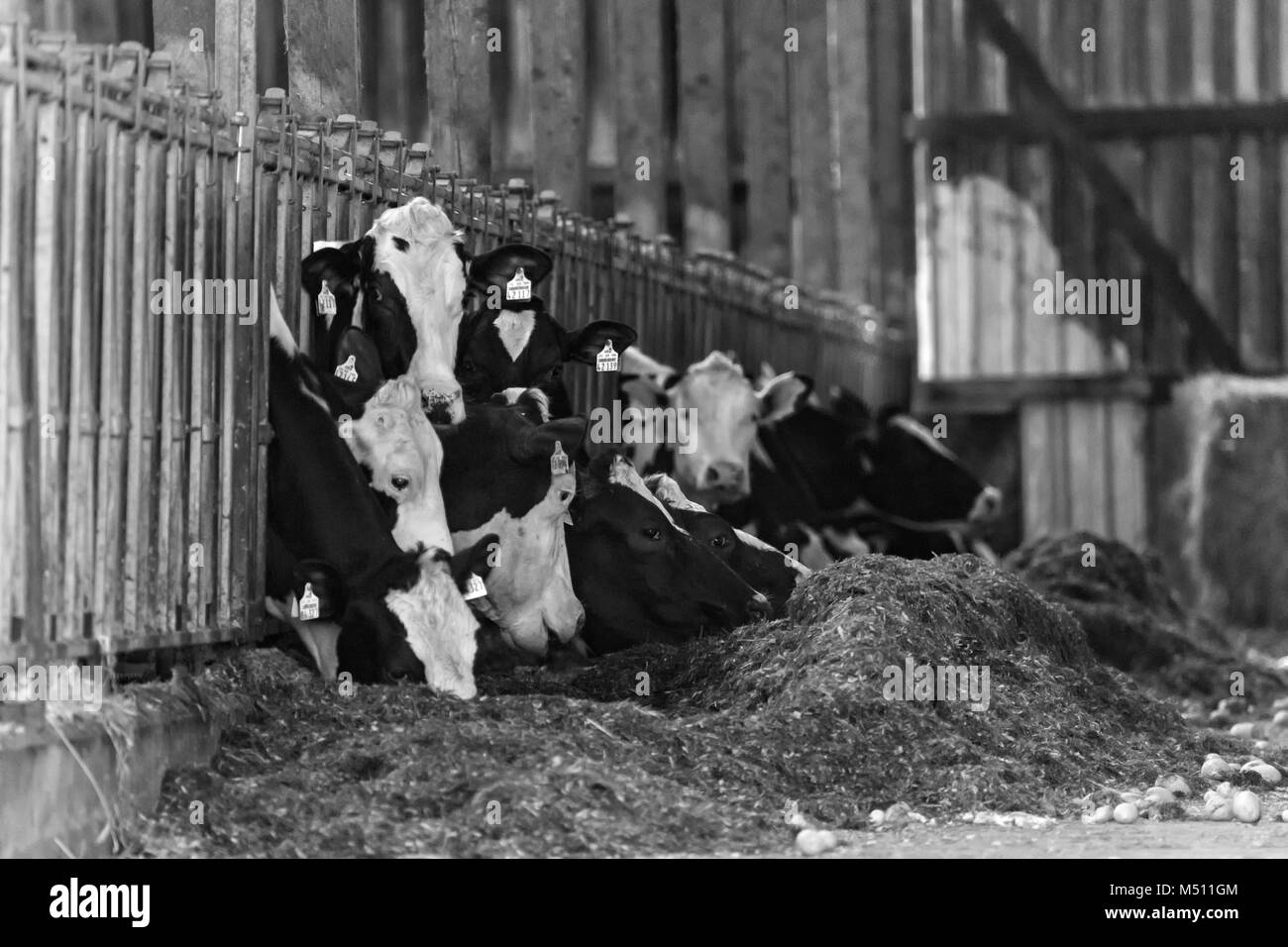 Cowshed High Resolution Stock Photography and Images - Alamy