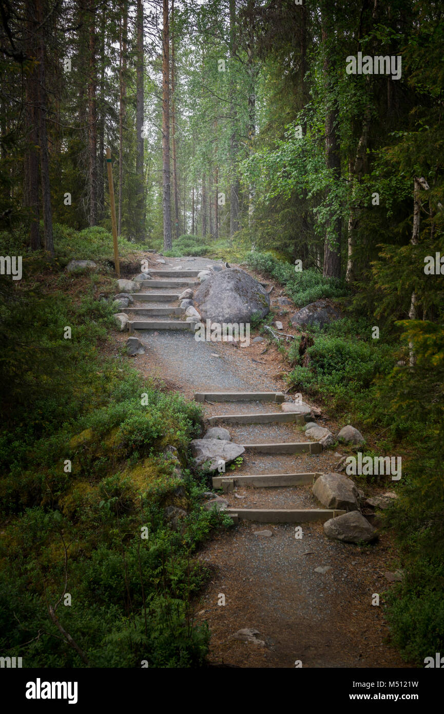 A path in a fairy forest in the twilight. Mystic light and haze in the ...