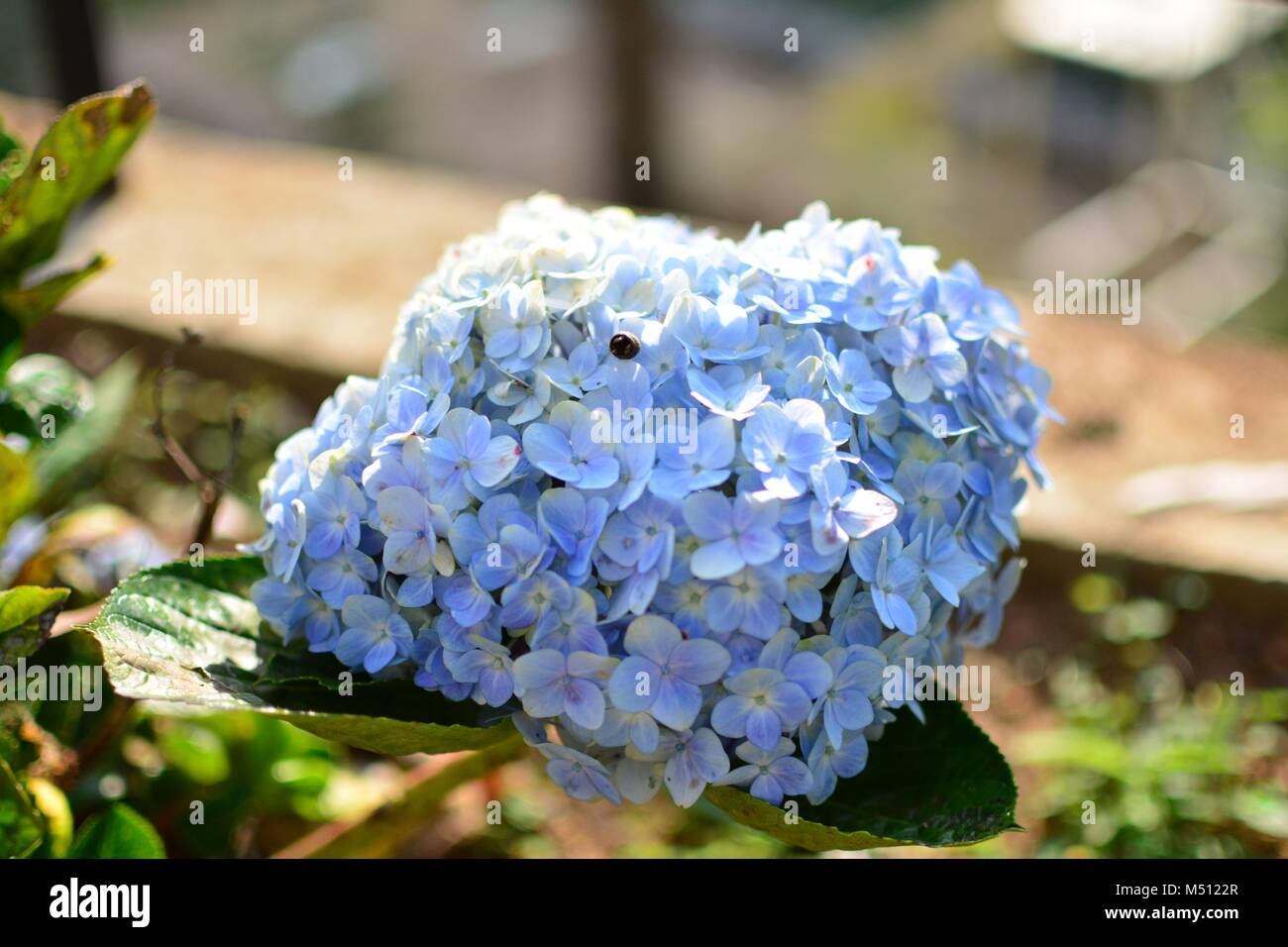 photo of blue flower taken in yercaud taken by nikon 5200 with 35mm 1 ...