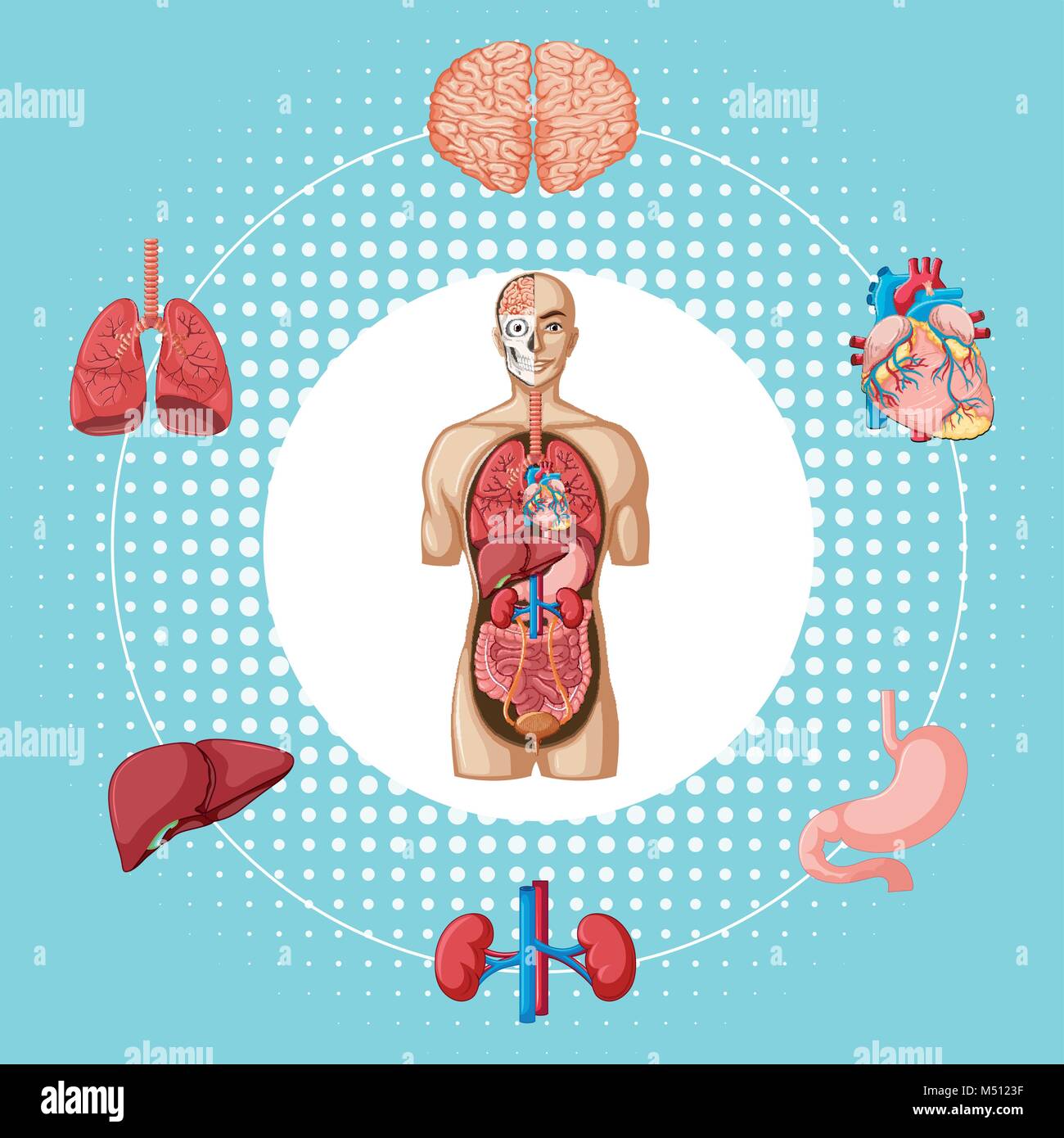 Human organs on blue background illustration Stock Vector Image & Art ...