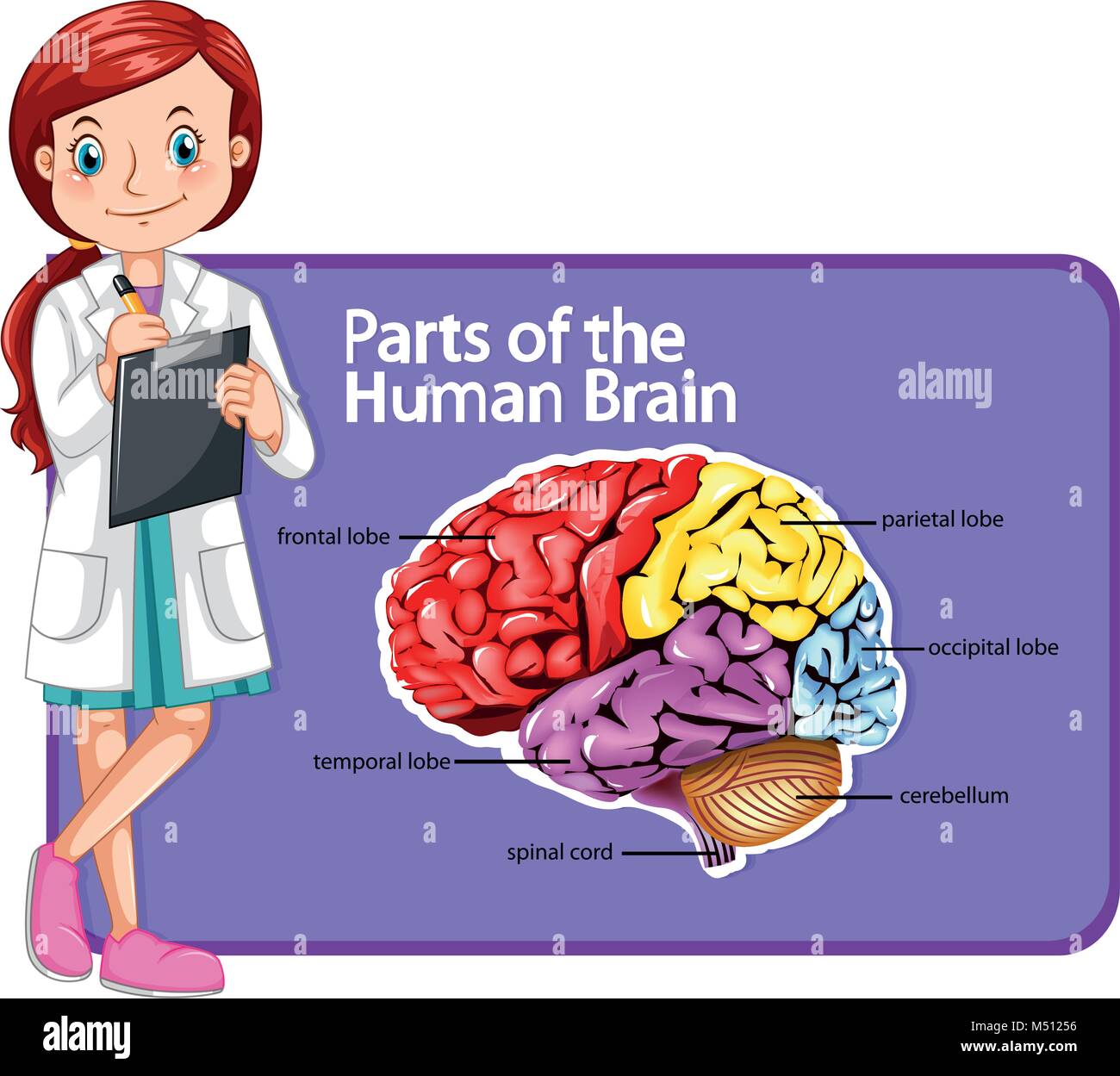 Human Brain Parts For Kids