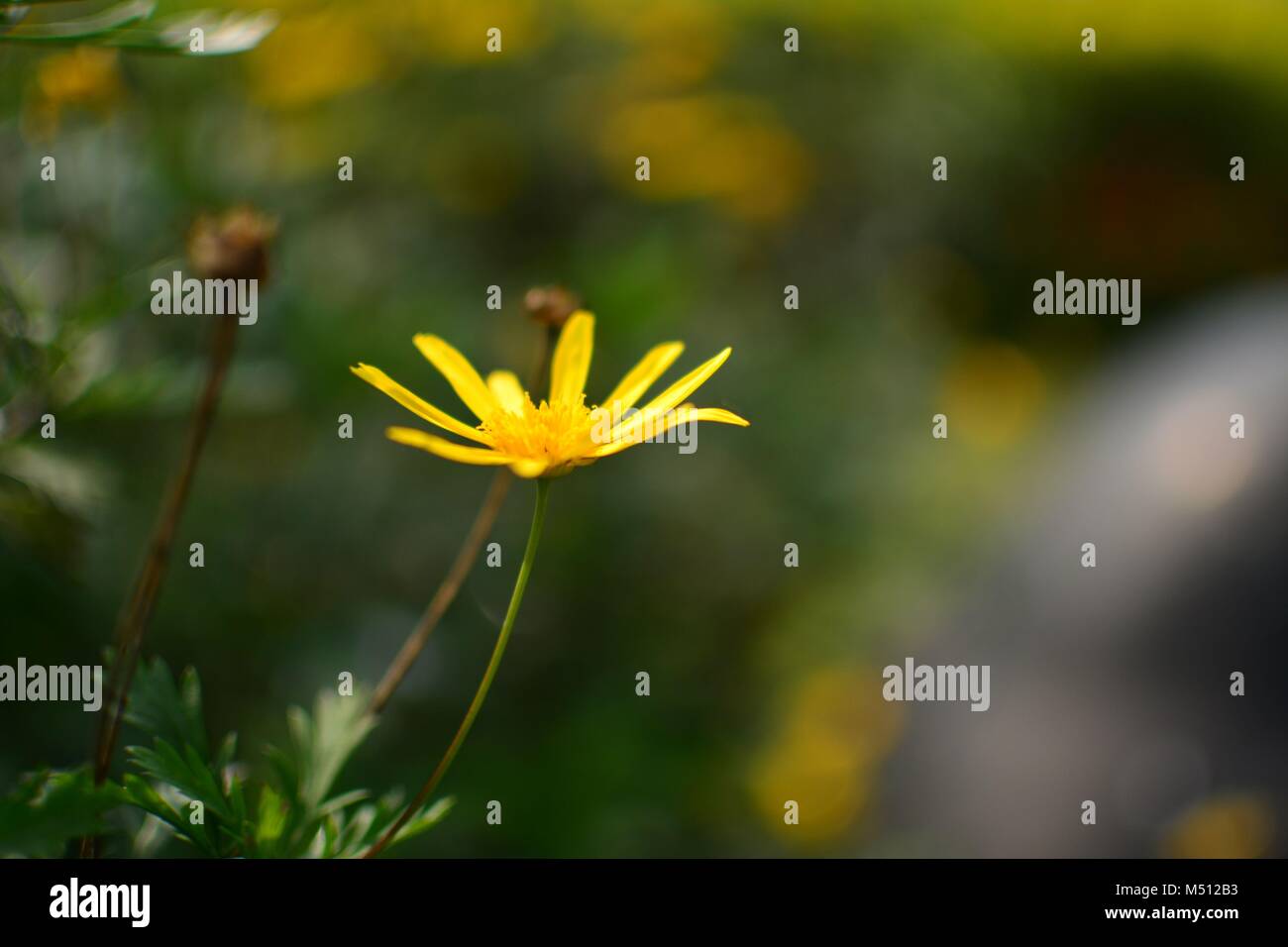 beautiful yellow flower at garden in yercaud india by nikon 5200 35mm ...