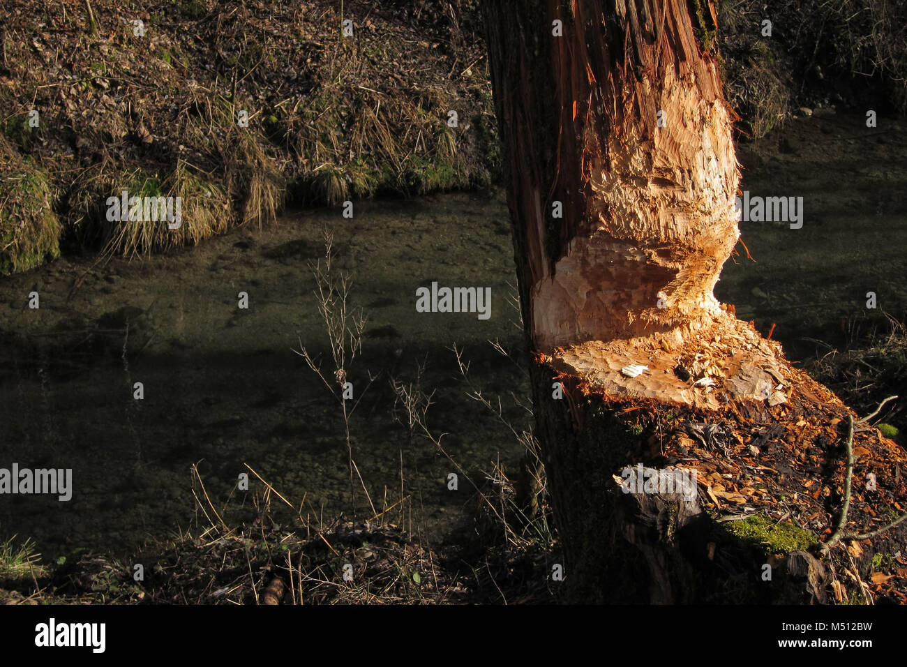 Tree gnawed by a beaver Stock Photo - Alamy