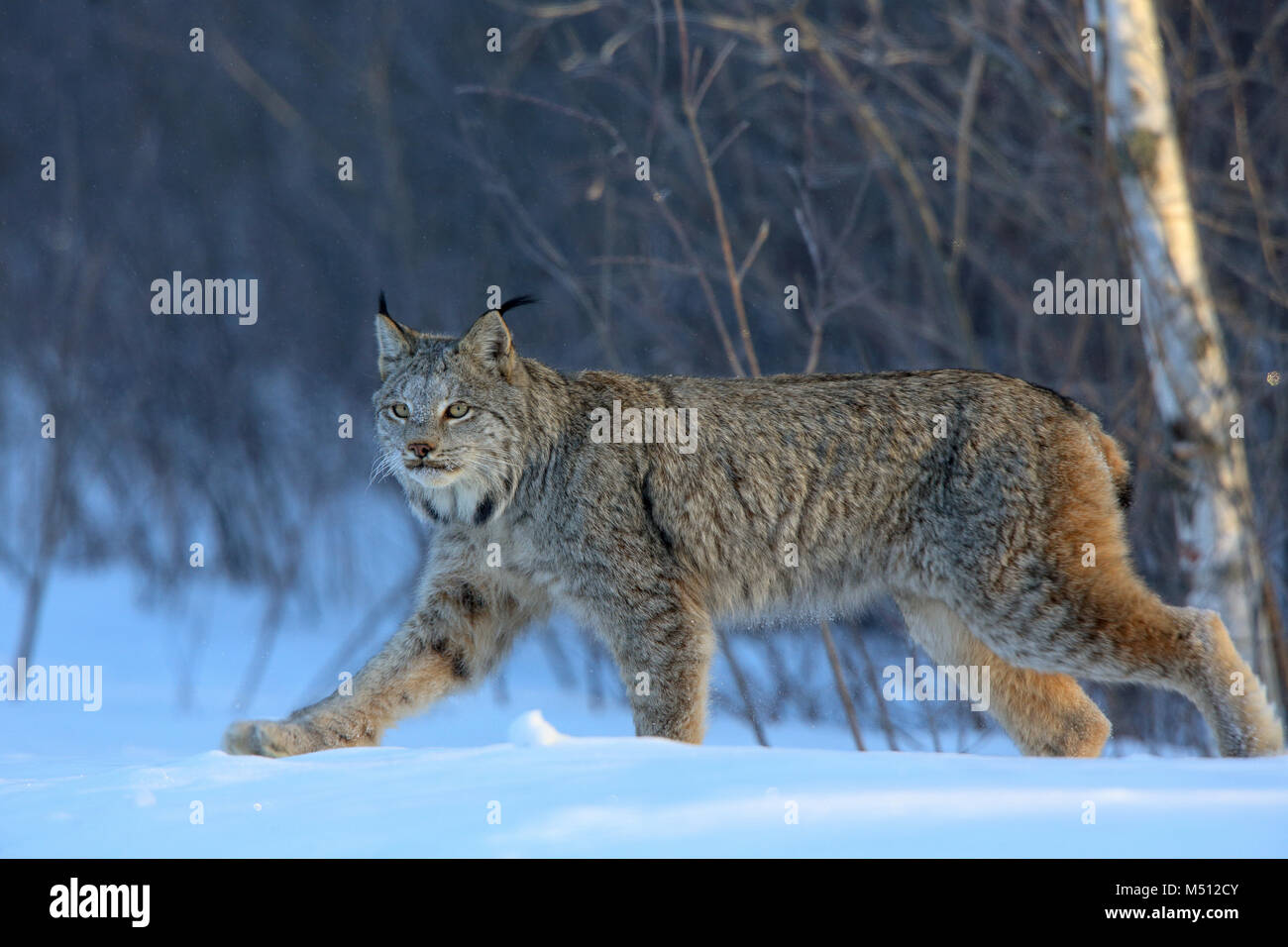 An adult Canada Lynx hunts for Snowshoe hares in Superior National ...