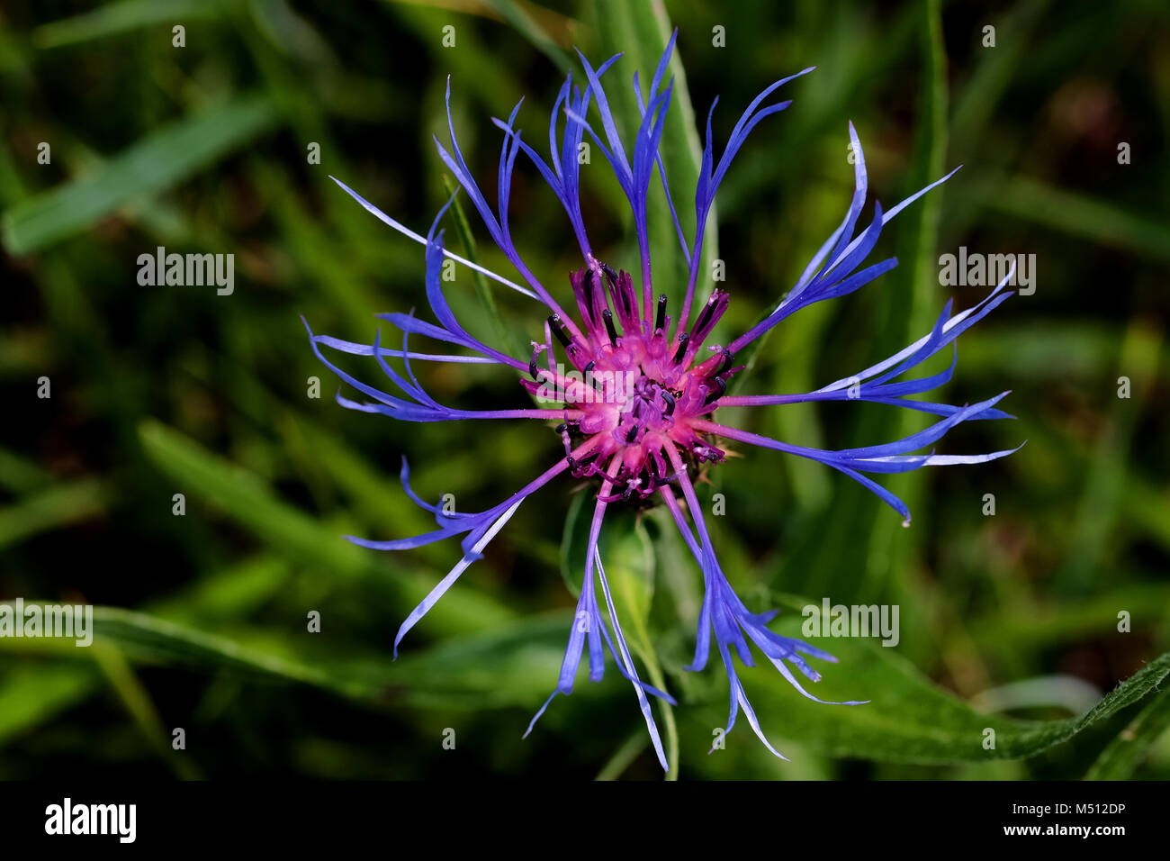Flower of the Mountain Knapweed, Centaurea montana Stock Photo - Alamy