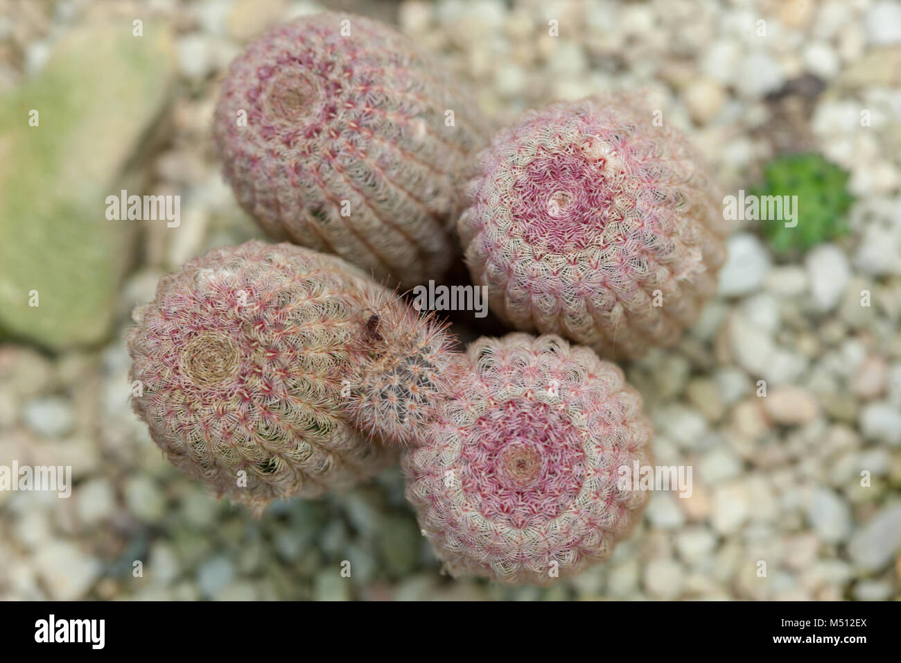 Columnar cactus hi-res stock photography and images - Alamy
